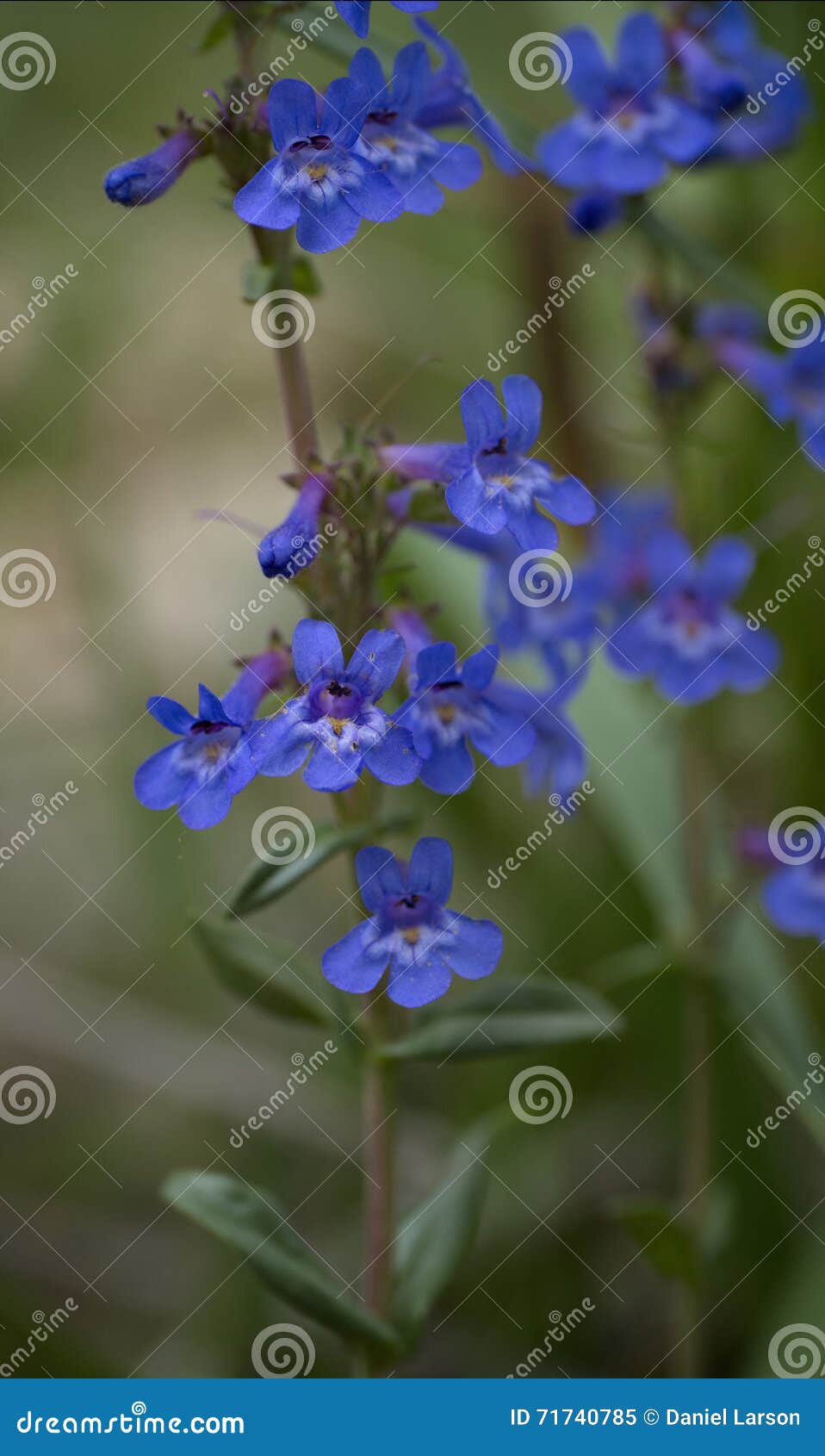 Penstemon Humilis Stock Photos - Free & Royalty-Free Stock Photos from ...
