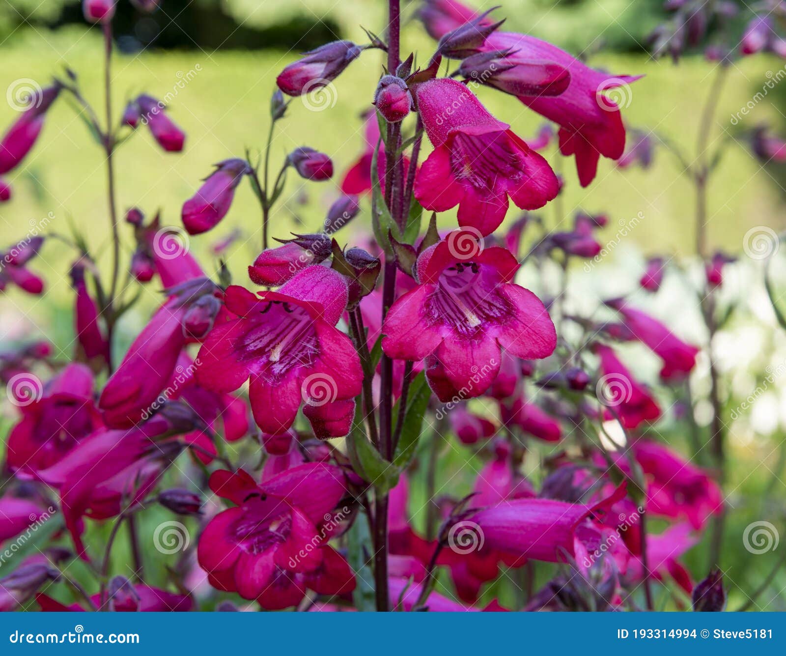 Crimson Red Penstemon `Schoenholzeri` AKA Penstemon `Firebird, In ...