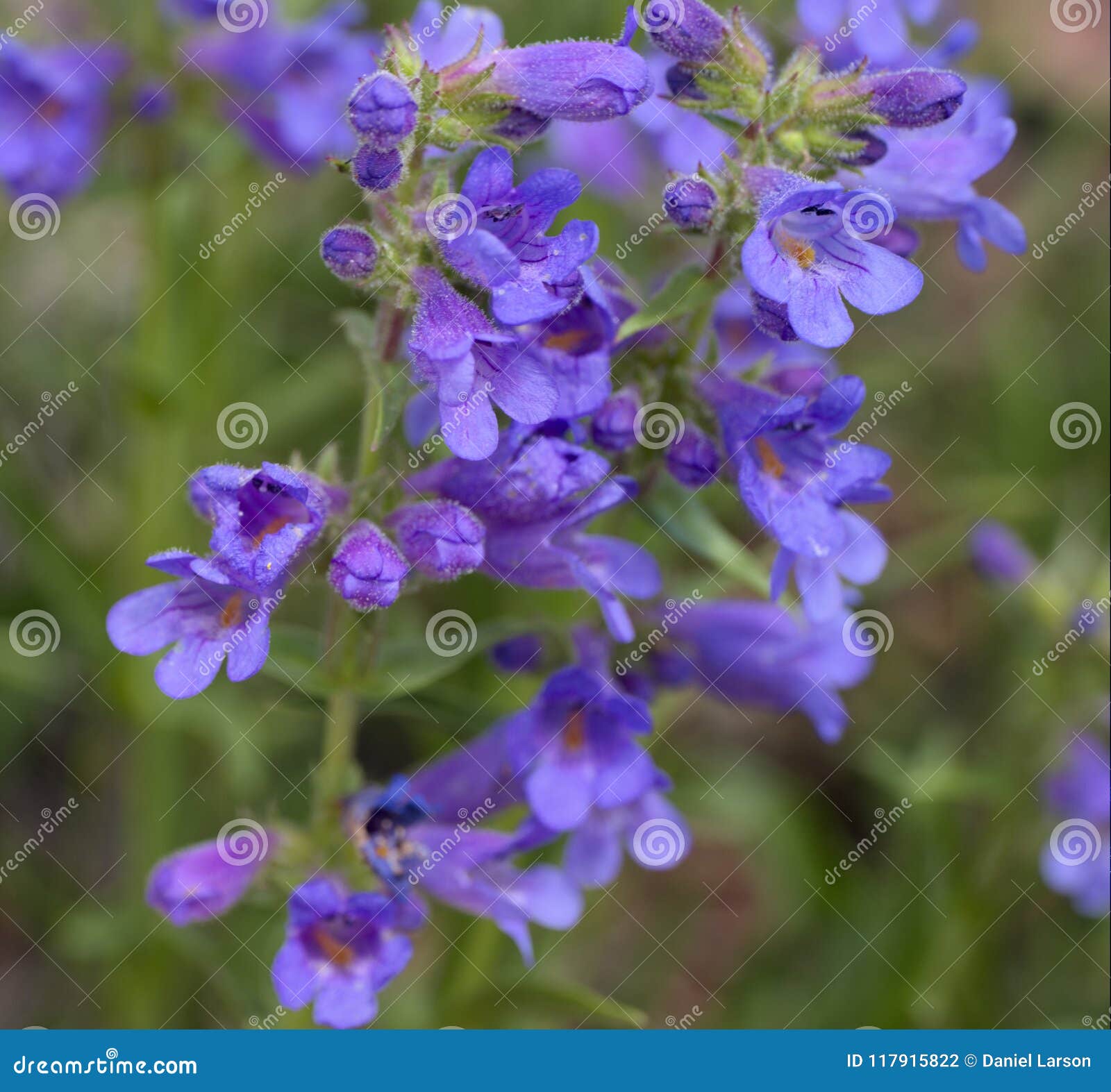 Penstemon virens stock photo. Image of front, wildflower - 117915822