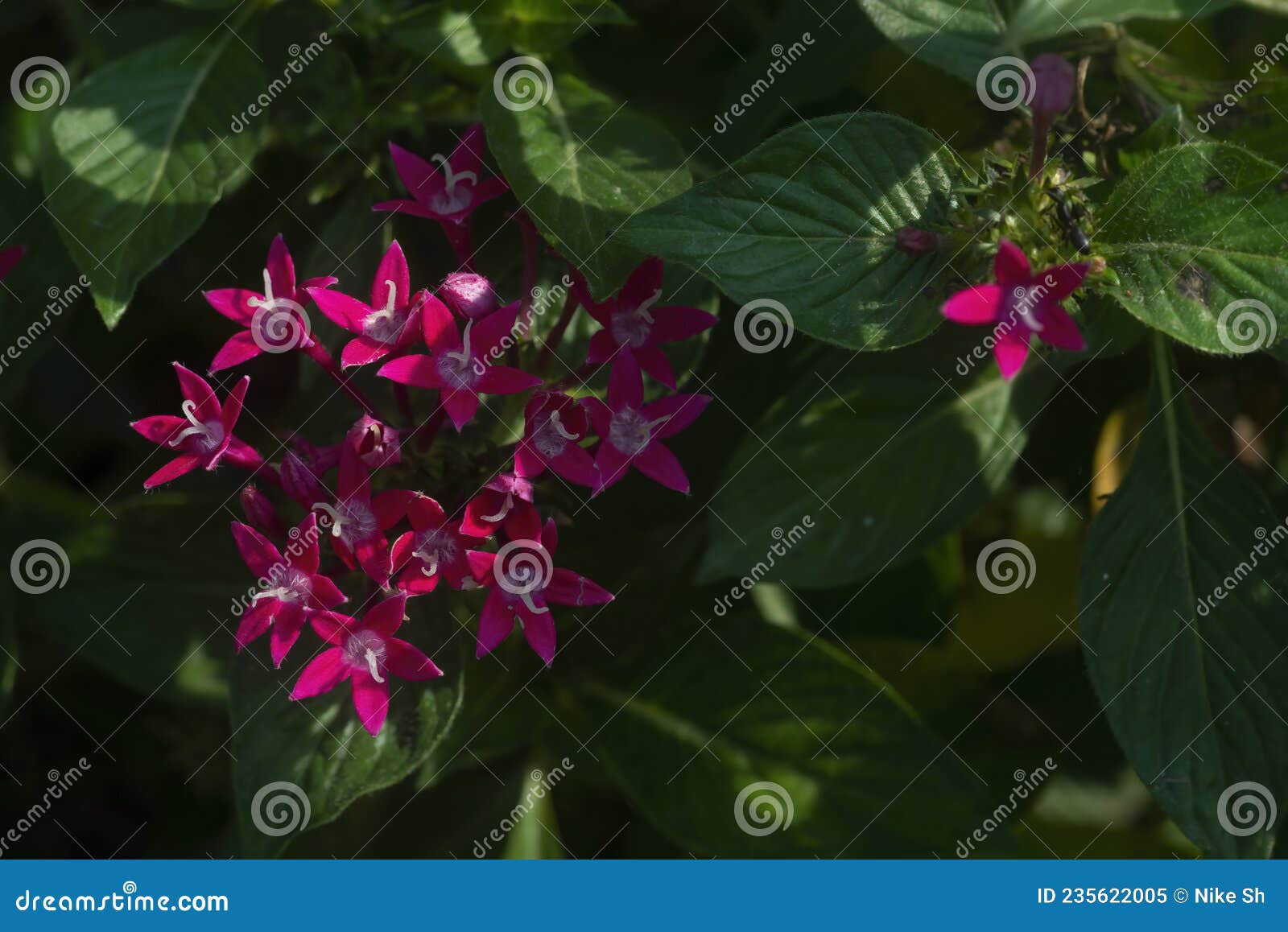 Penta flowers stock image. Image of nature, pink, beauty - 235622005