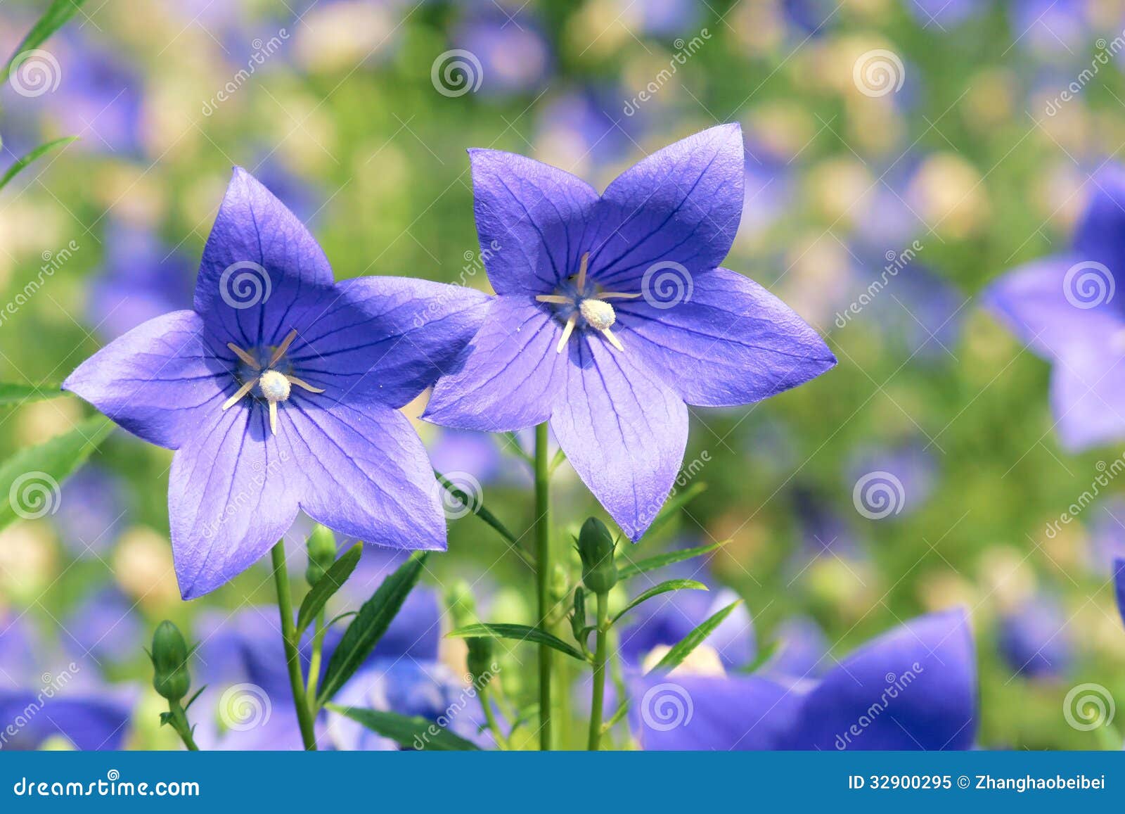 Pentagonal flowers stock image. Image of flower, nature - 32900295