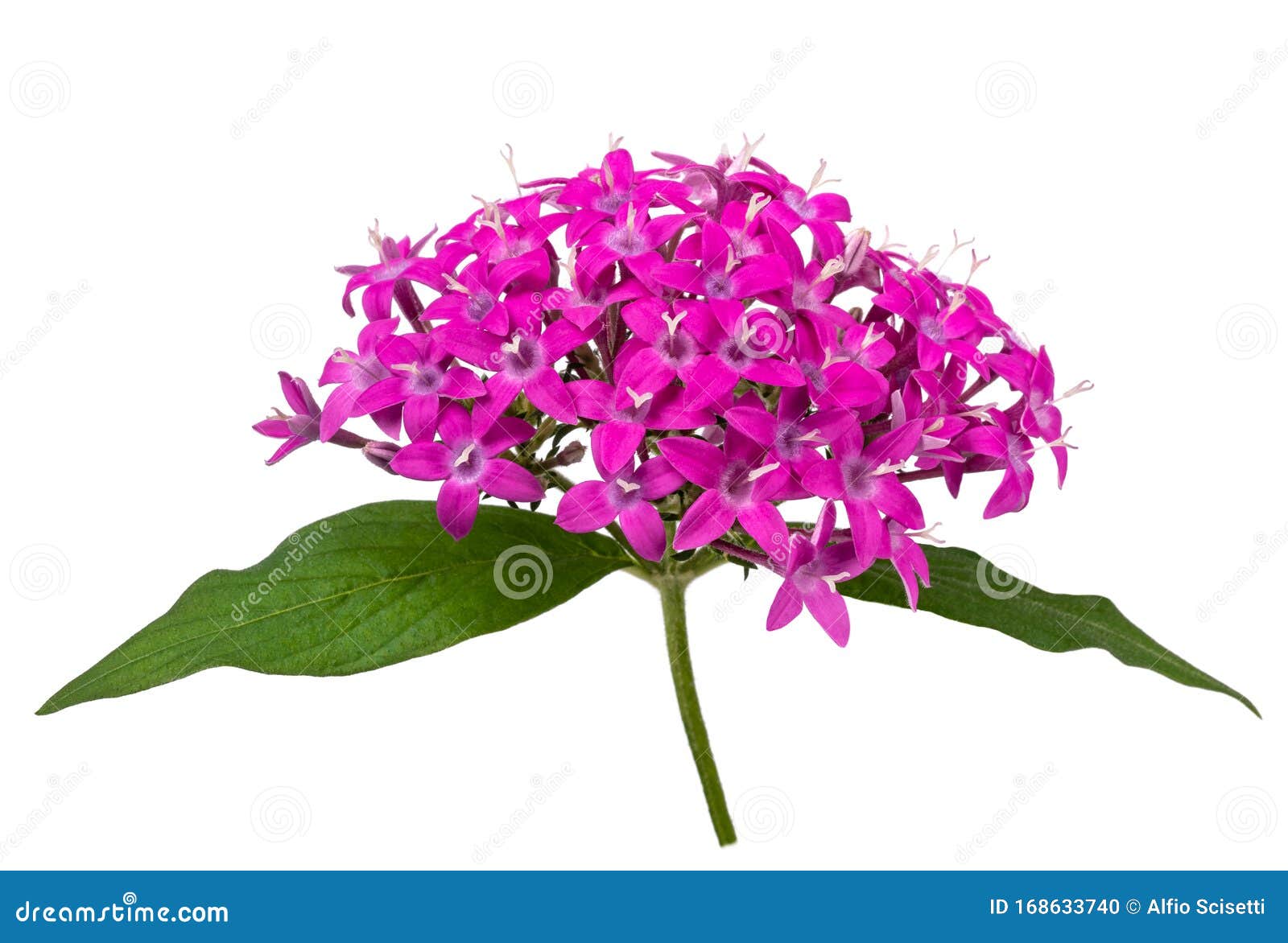 Pentas flowers stock photo. Image of leaves, nature - 168633740