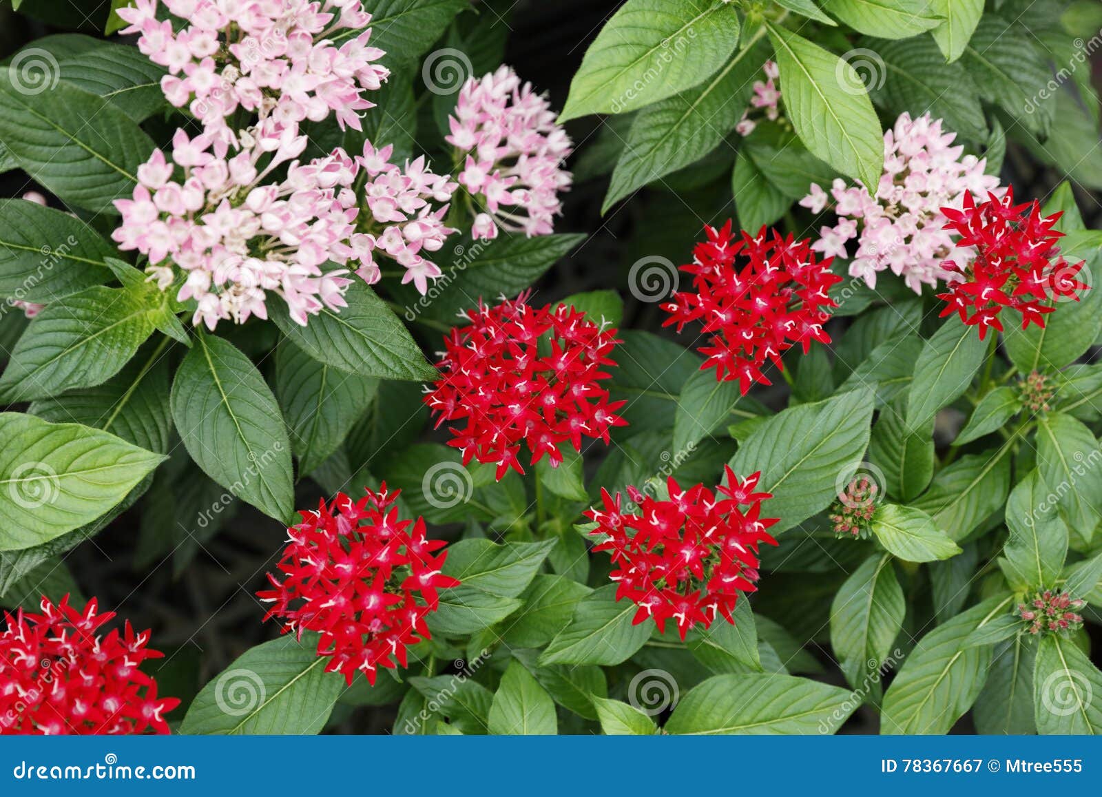 Pentas flowers stock image. Image of perennial, light - 78367667