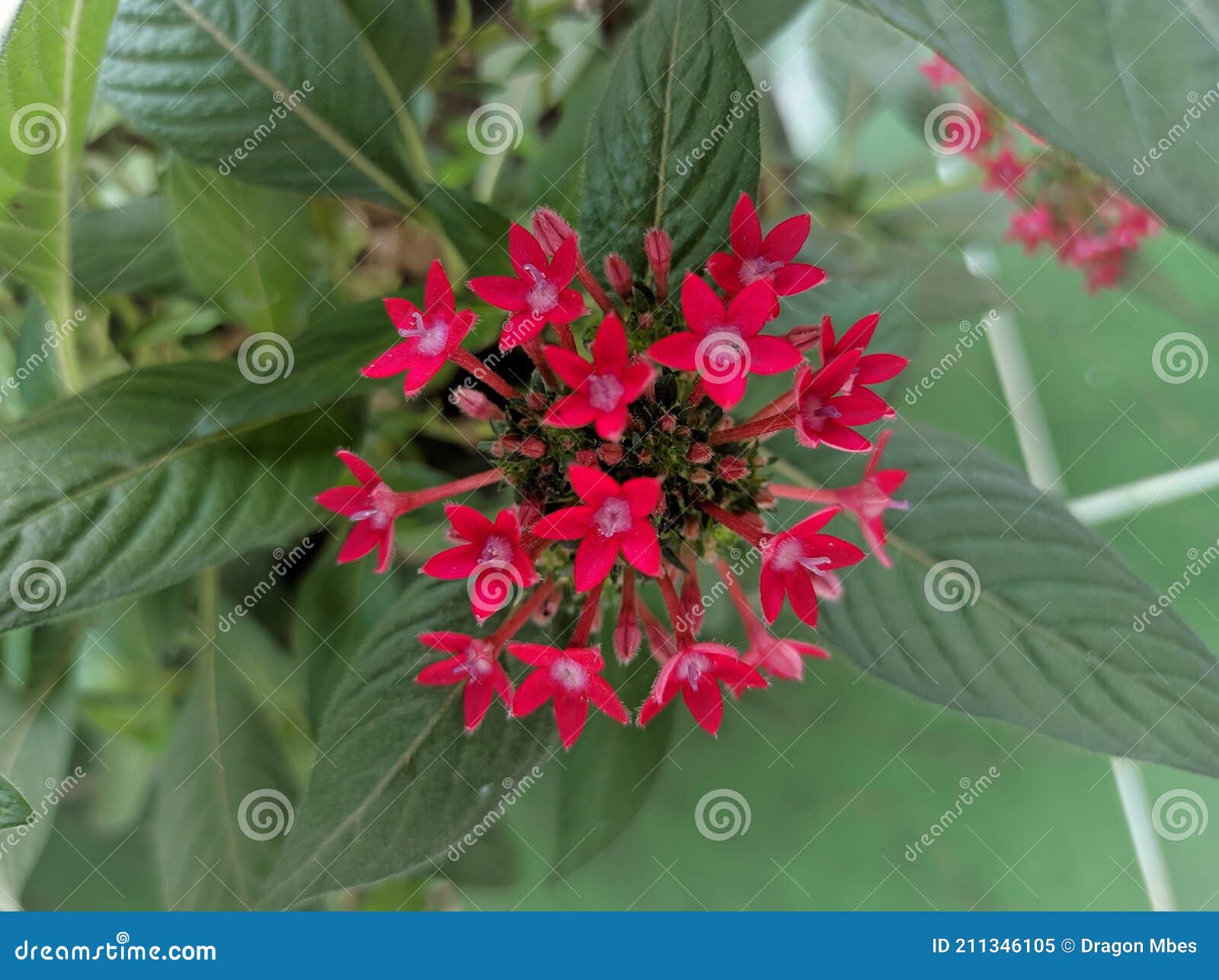 Close Up Of Red Pentas Lanceolata Also Known As Egyptian Starcluster In The Garden. Stock Photo ...