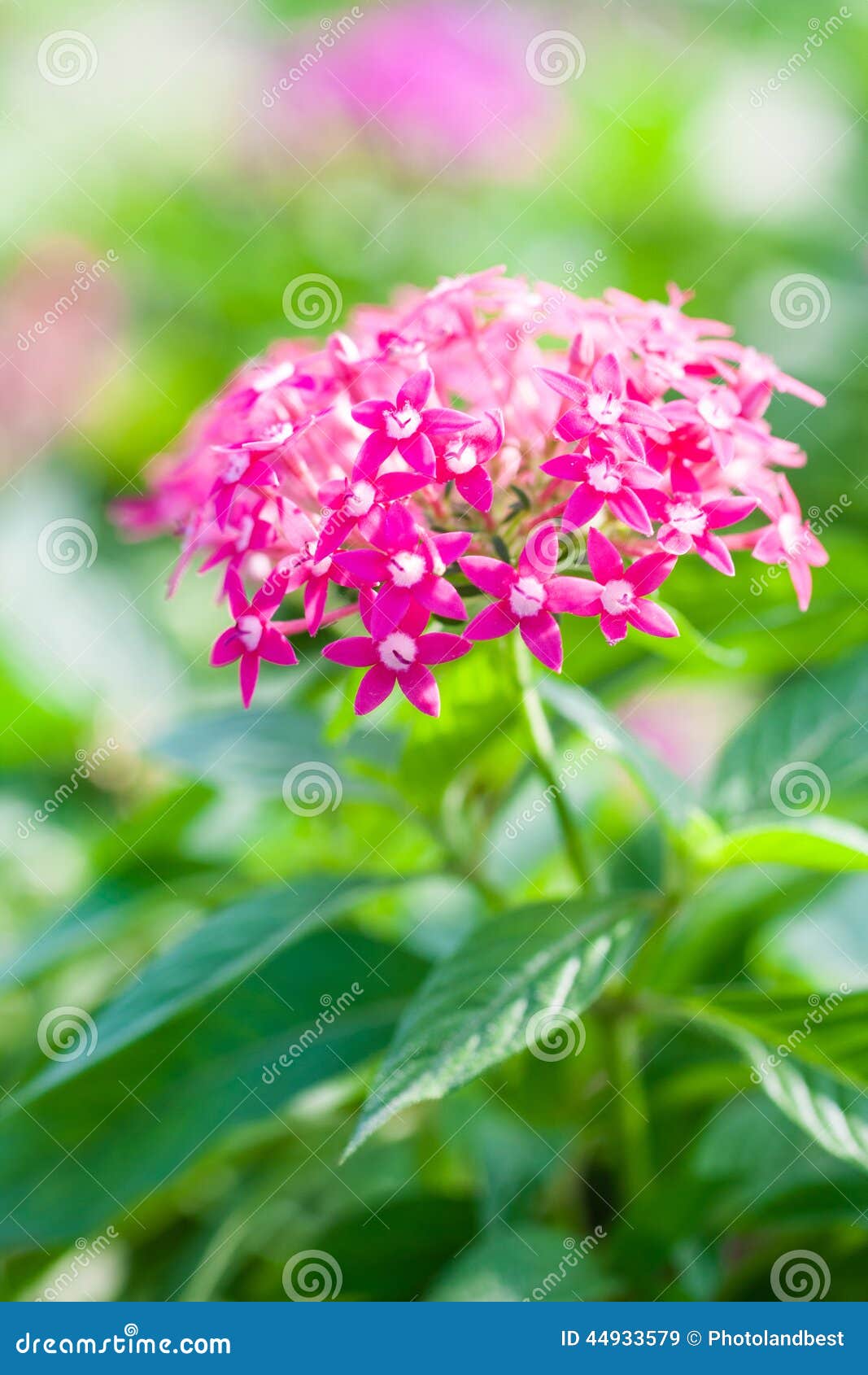Pentas Lanceolata stock image. Image of garden, botany - 44933579
