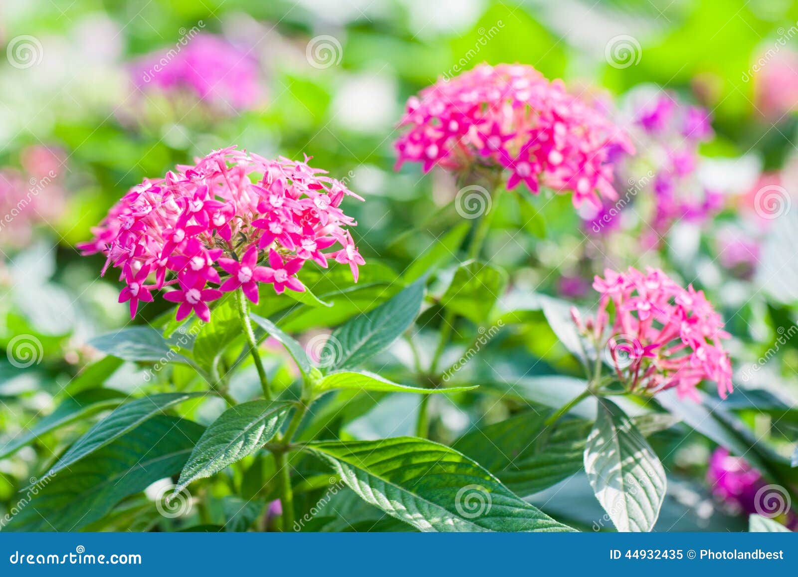 Pentas Lanceolata . stock image. Image of leek, flower - 44932435