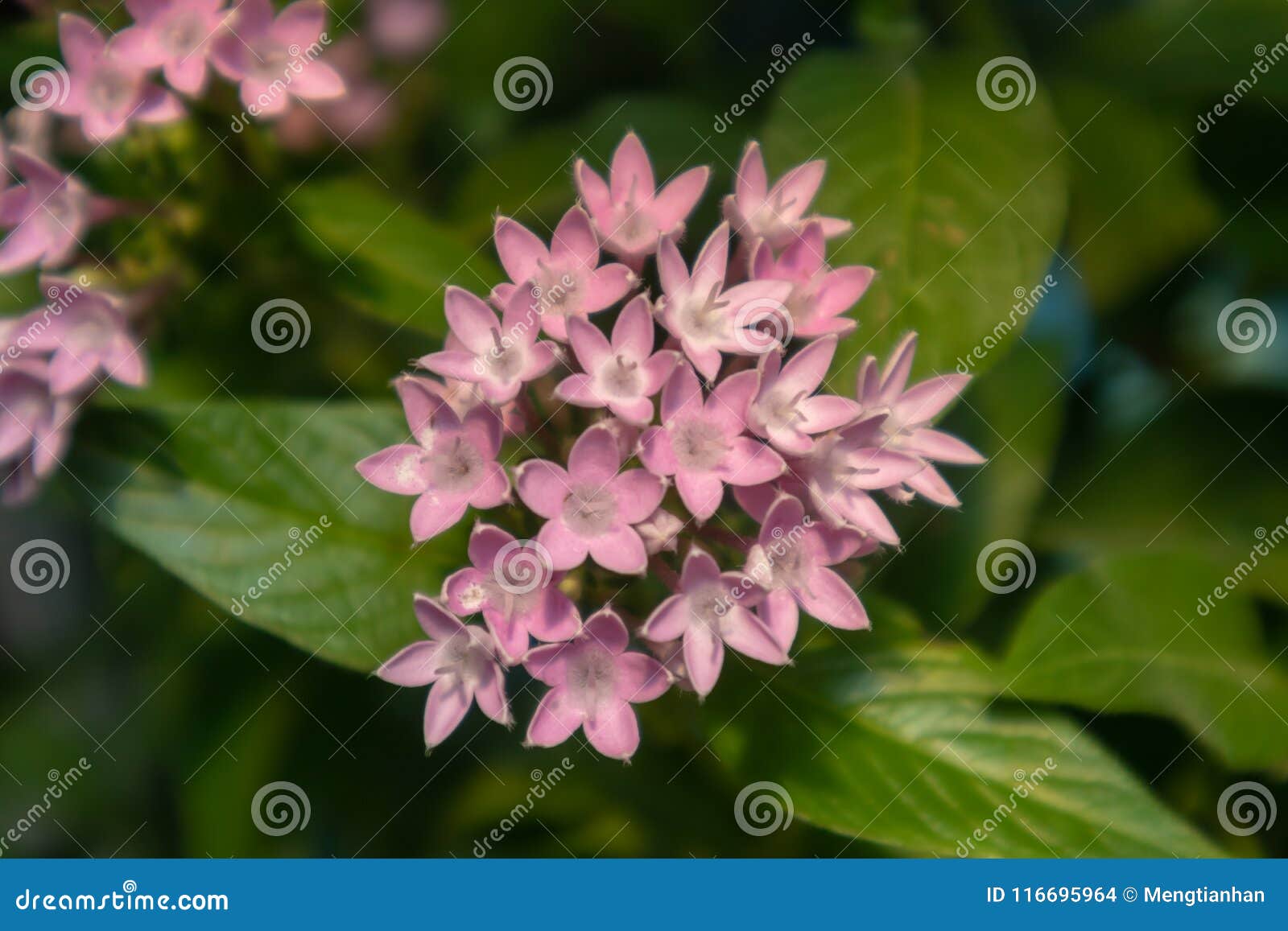 Pentas Lanceolata- Pentas Lanceolata K Schum 库存照片 - 图片 包括有 耳垂, 草本 ...