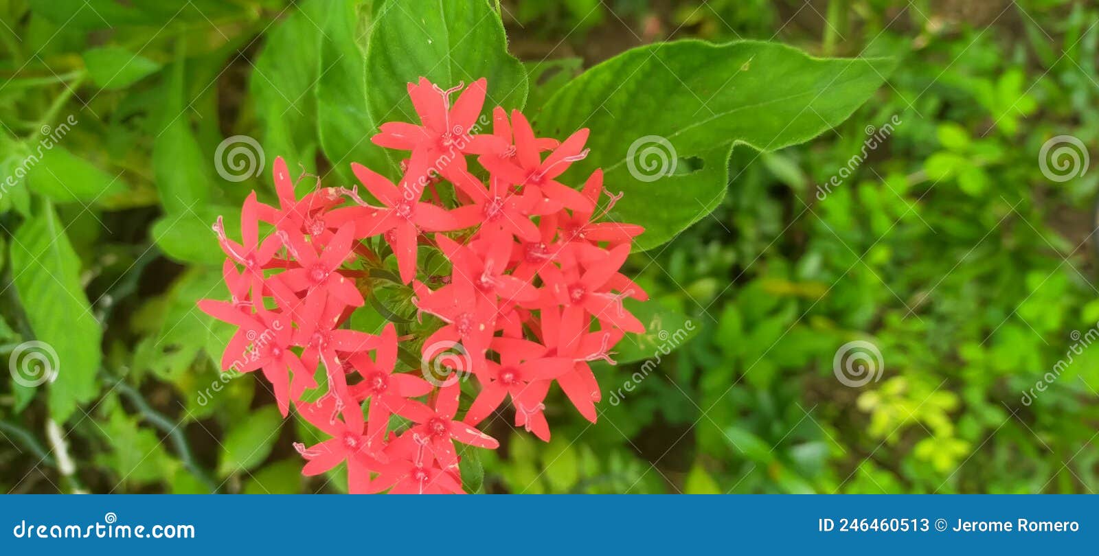 Pentas lanceolata red stock image. Image of branch, garden - 246460513