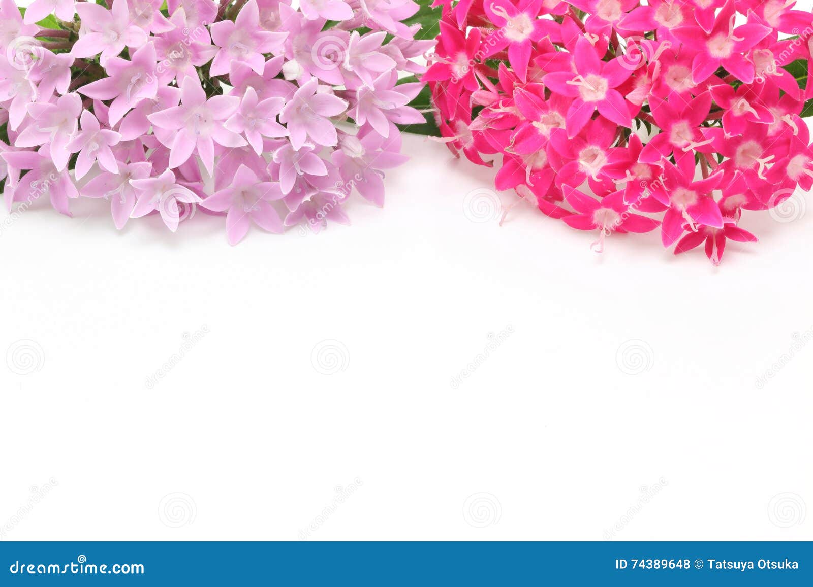 Pentas in a White Background Stock Photo - Image of cluster, pink: 74389648