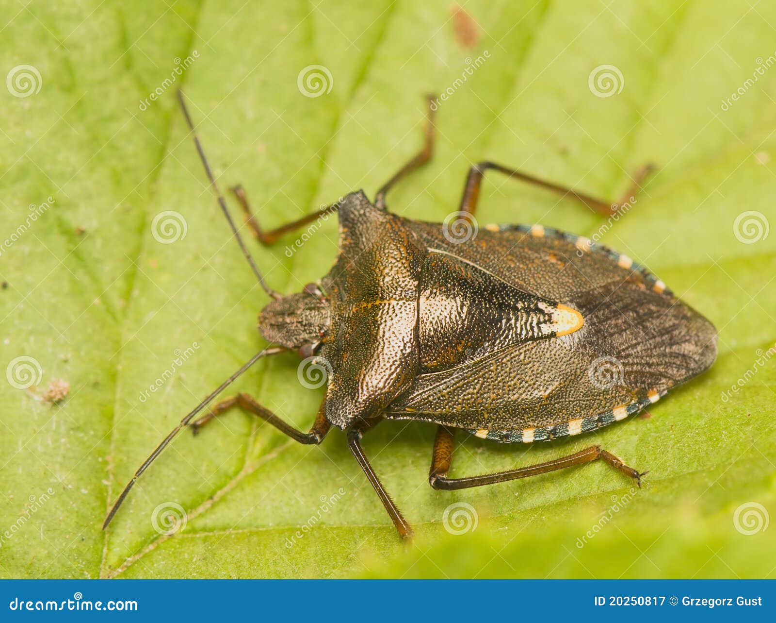 Pentatoma rufipes stock image. Image of nature, arthropoda - 20250817