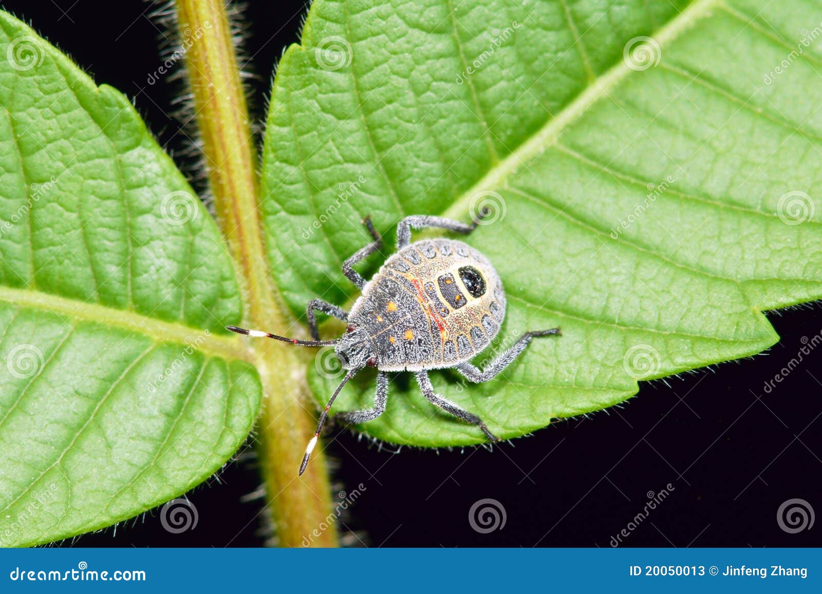 Pentatomidae stock image. Image of leaf, insect, black - 20050013