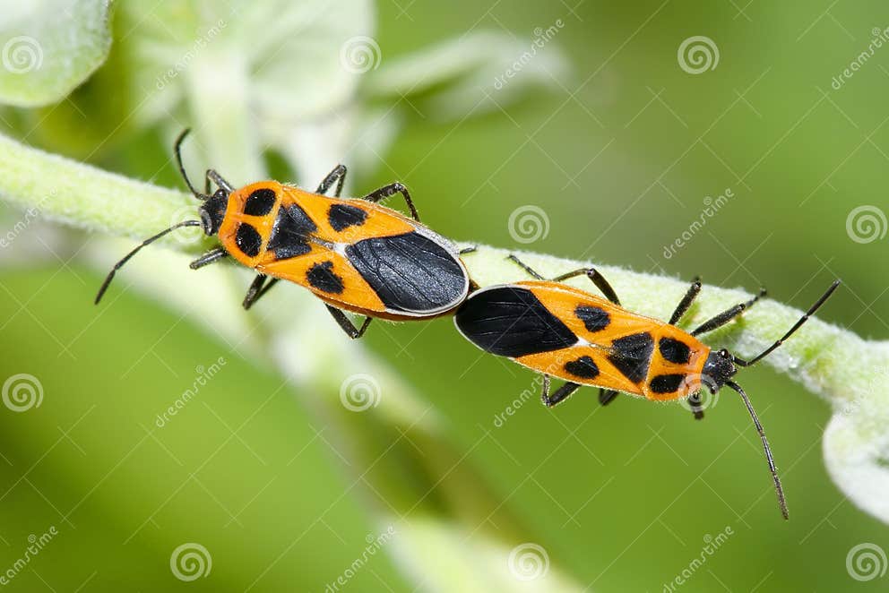 Pentatomidae stock image. Image of natural, insect, reproduction - 20106909