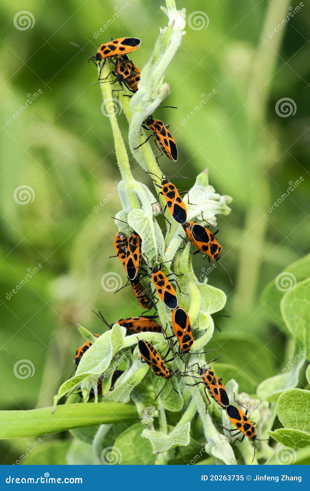 Pentatomidae stock image. Image of chinense, grass, hemiptera - 20263735