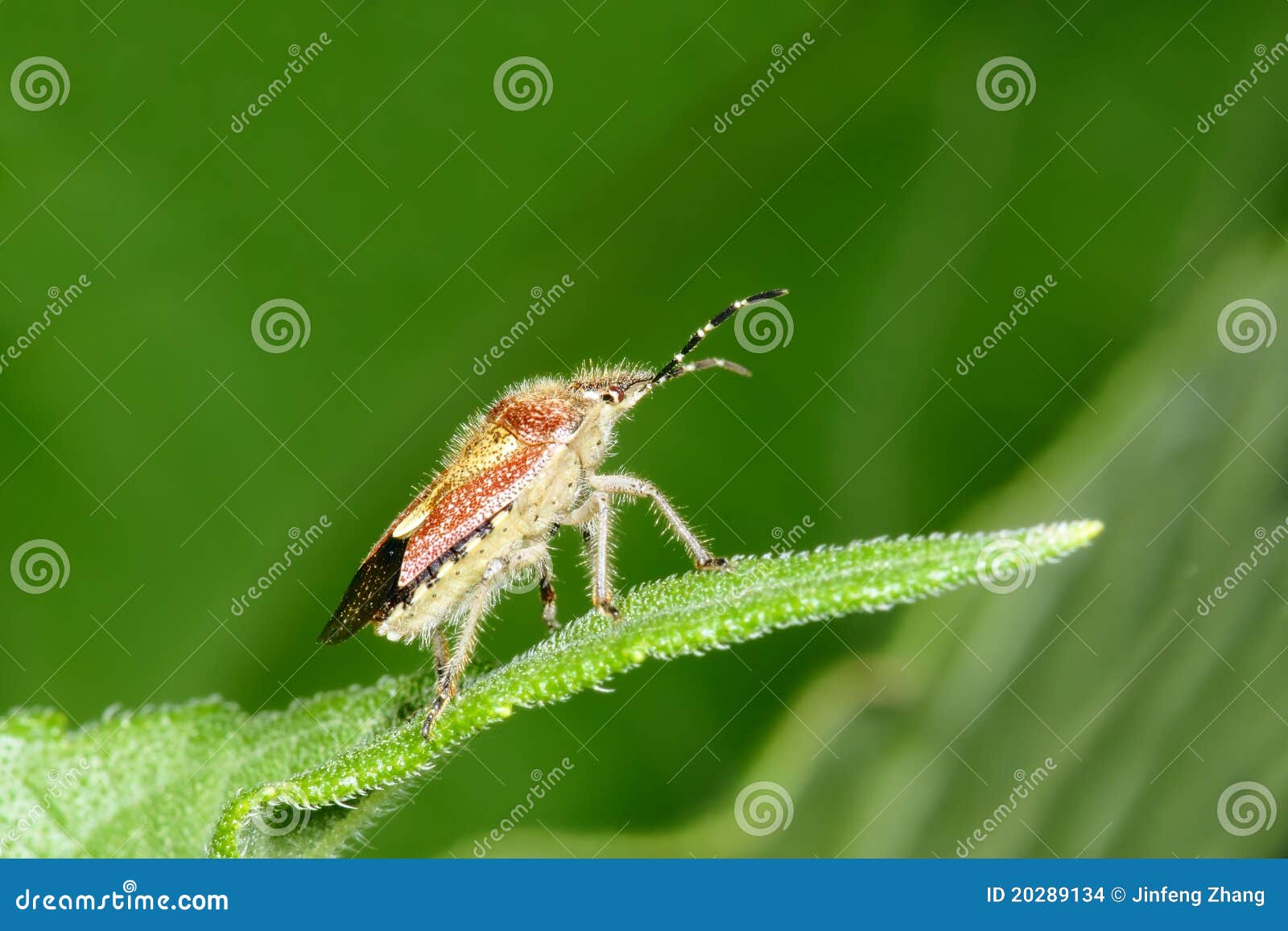 Pentatomidae stock photo. Image of bugs, closeup, wildlife - 20289134