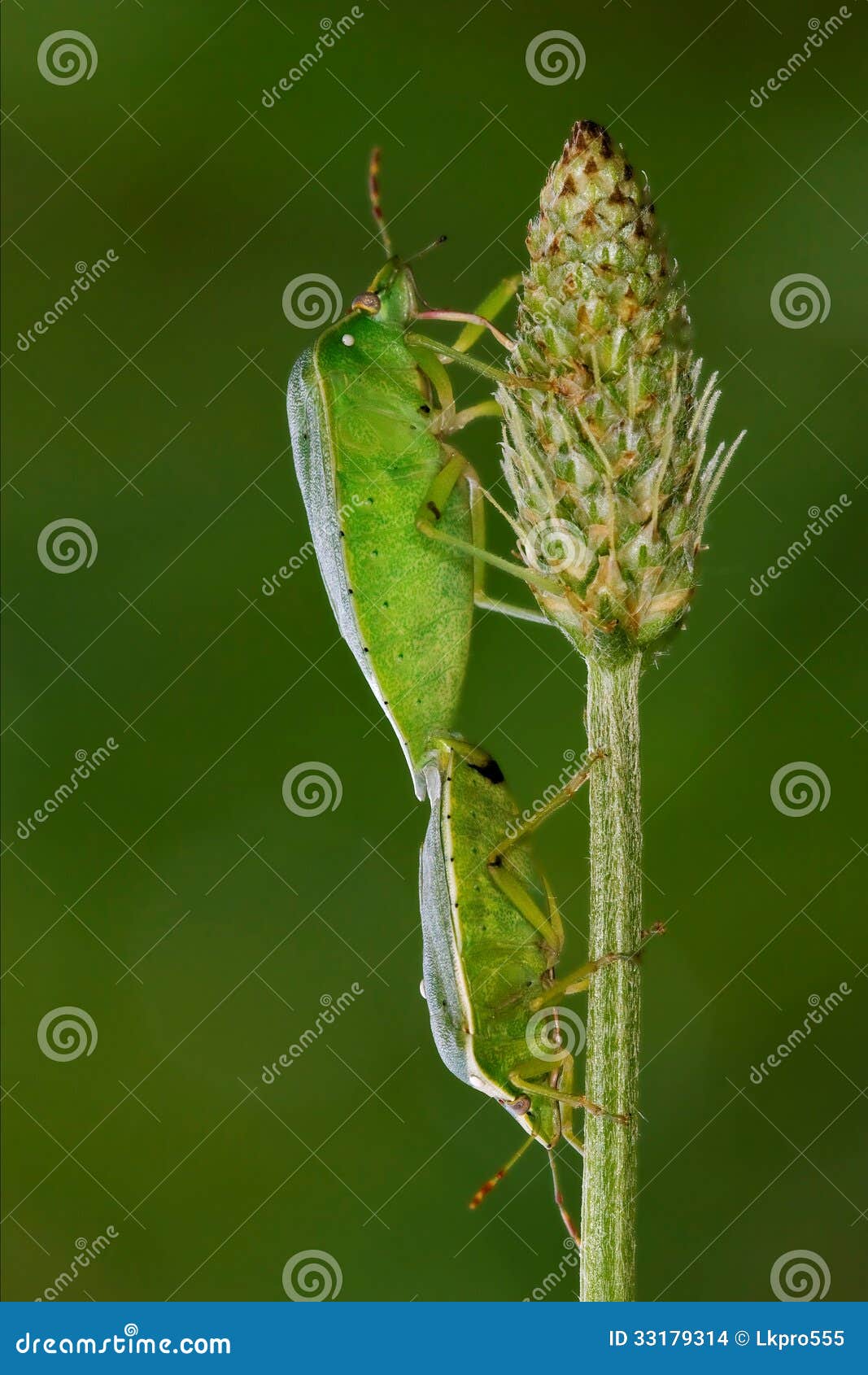 Pentatomidae Et Reproduction De Heteroptera Photo stock - Image du ...
