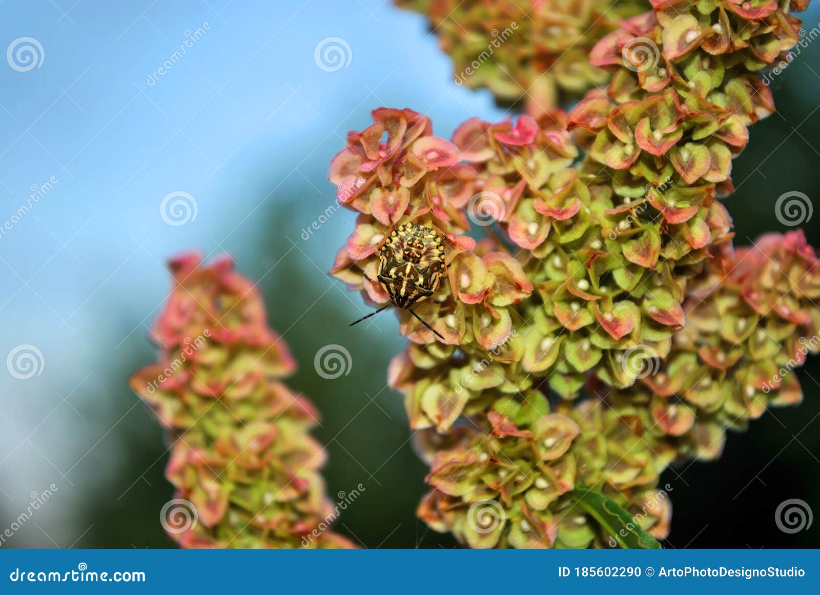Pentatomidae Spotted Bug Shield Bug or Stink Bug on Blooming Sorrel ...
