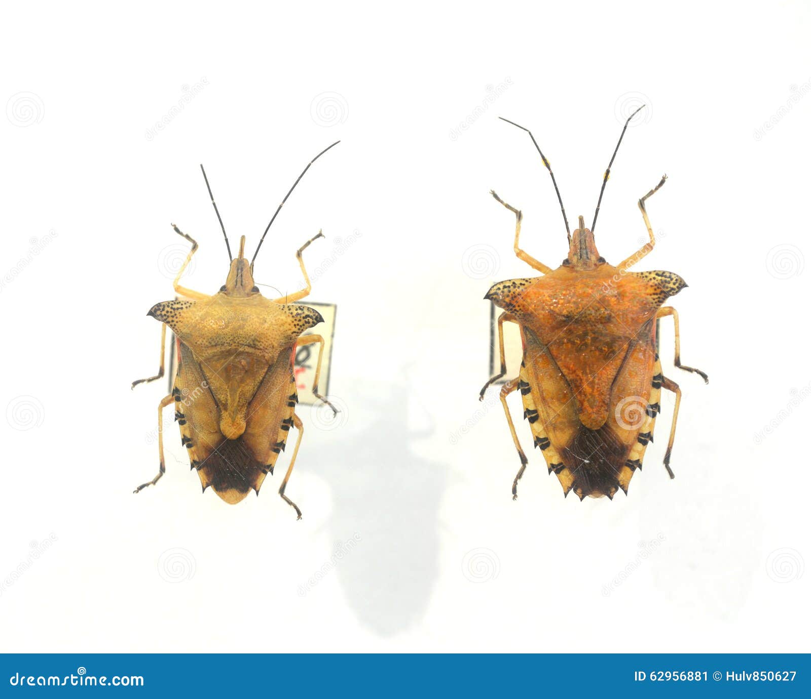 Pentatomidae stock image. Image of entomological, crawl - 62956881