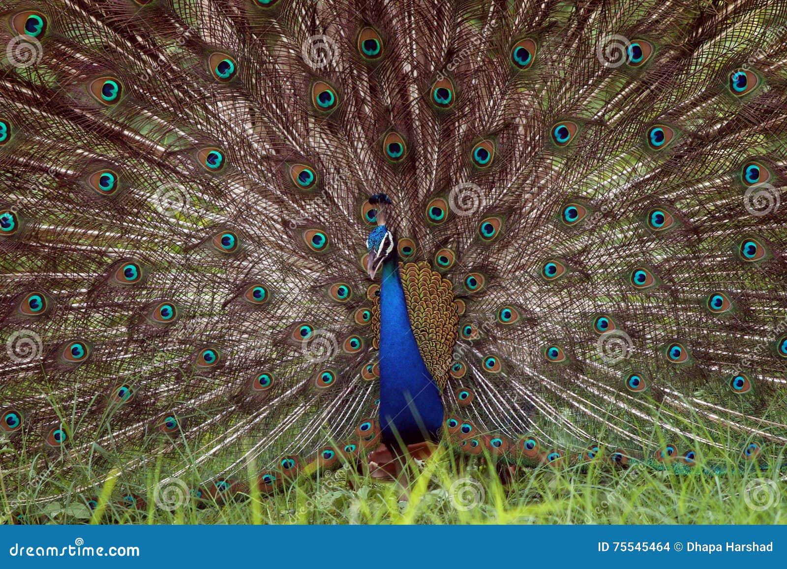 Peocock Stock Photos - 18 Images