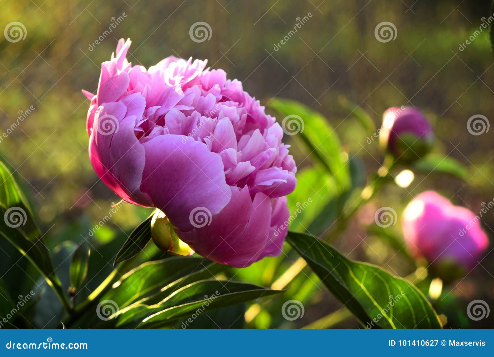 Peon stock image. Image of fragility, selective, stem - 101410627