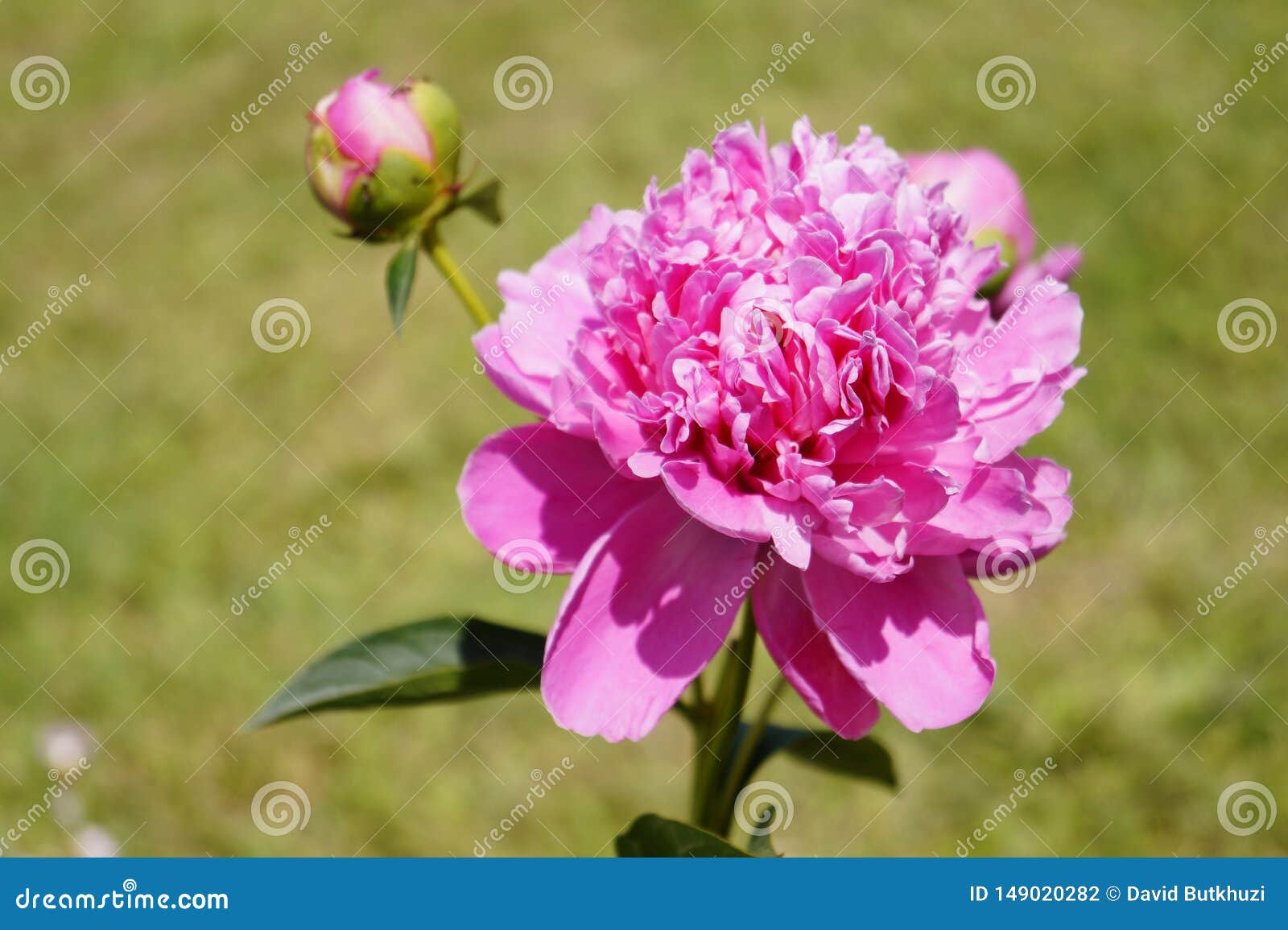 119 Peone Stock Photos - Free & Royalty-Free Stock Photos from Dreamstime