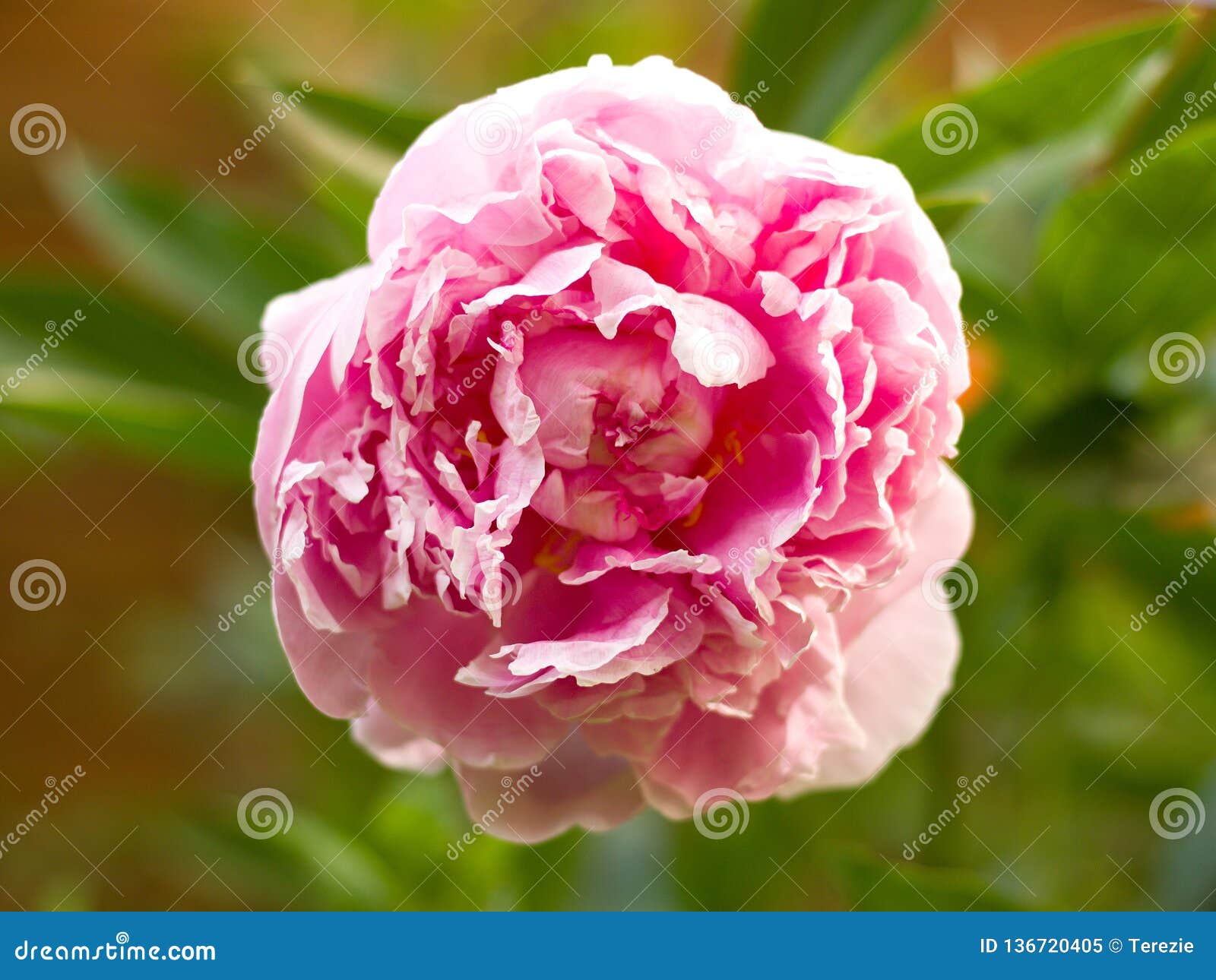 Peonia immagine stock. Immagine di fiore, freschezza - 136720405