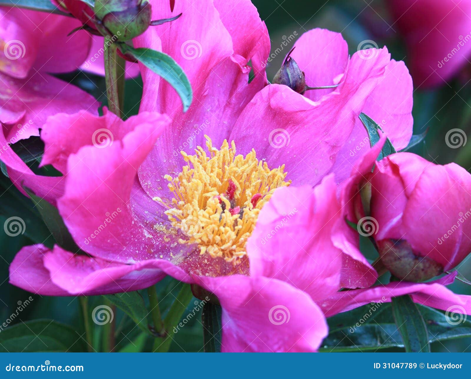 Peonia rosa immagine stock. Immagine di fiori, cespuglio - 31047789