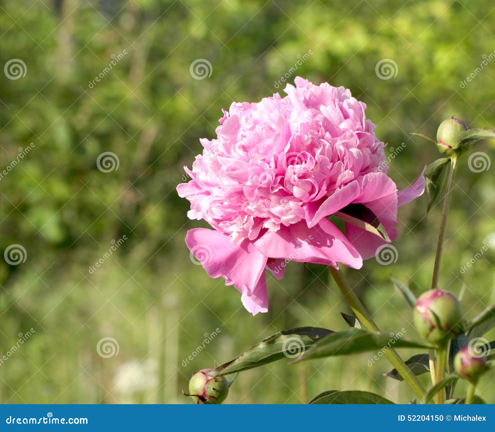 Peonia rosa fotografia stock. Immagine di bellezza, flora - 52204150