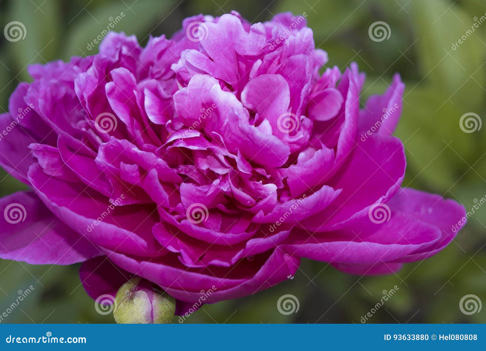 Peonia rosa fotografia stock. Immagine di colpo, rosa - 93633880