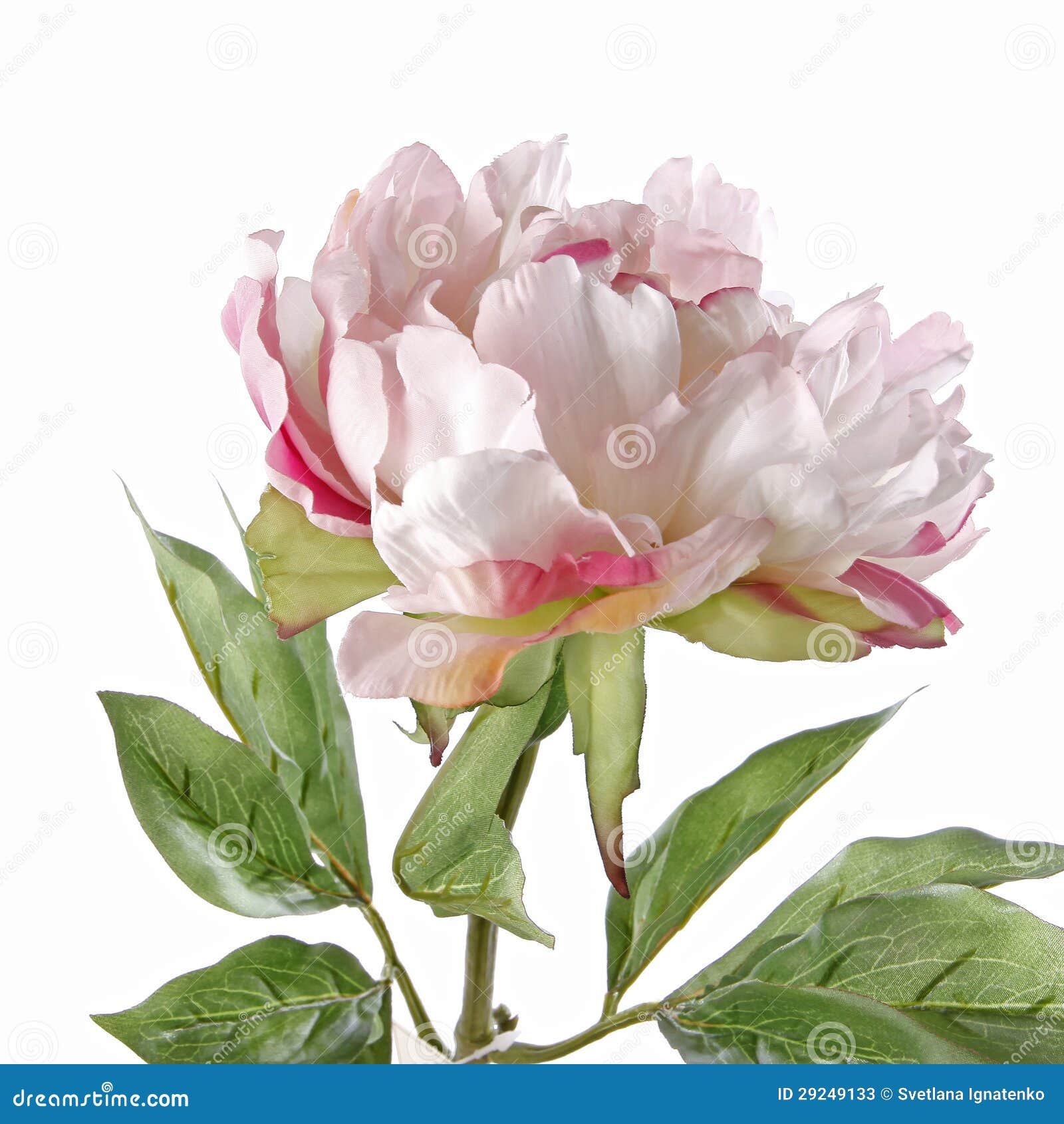 Peonia Rosa Isolata Su Bianco Immagine Stock - Immagine di giorno ...