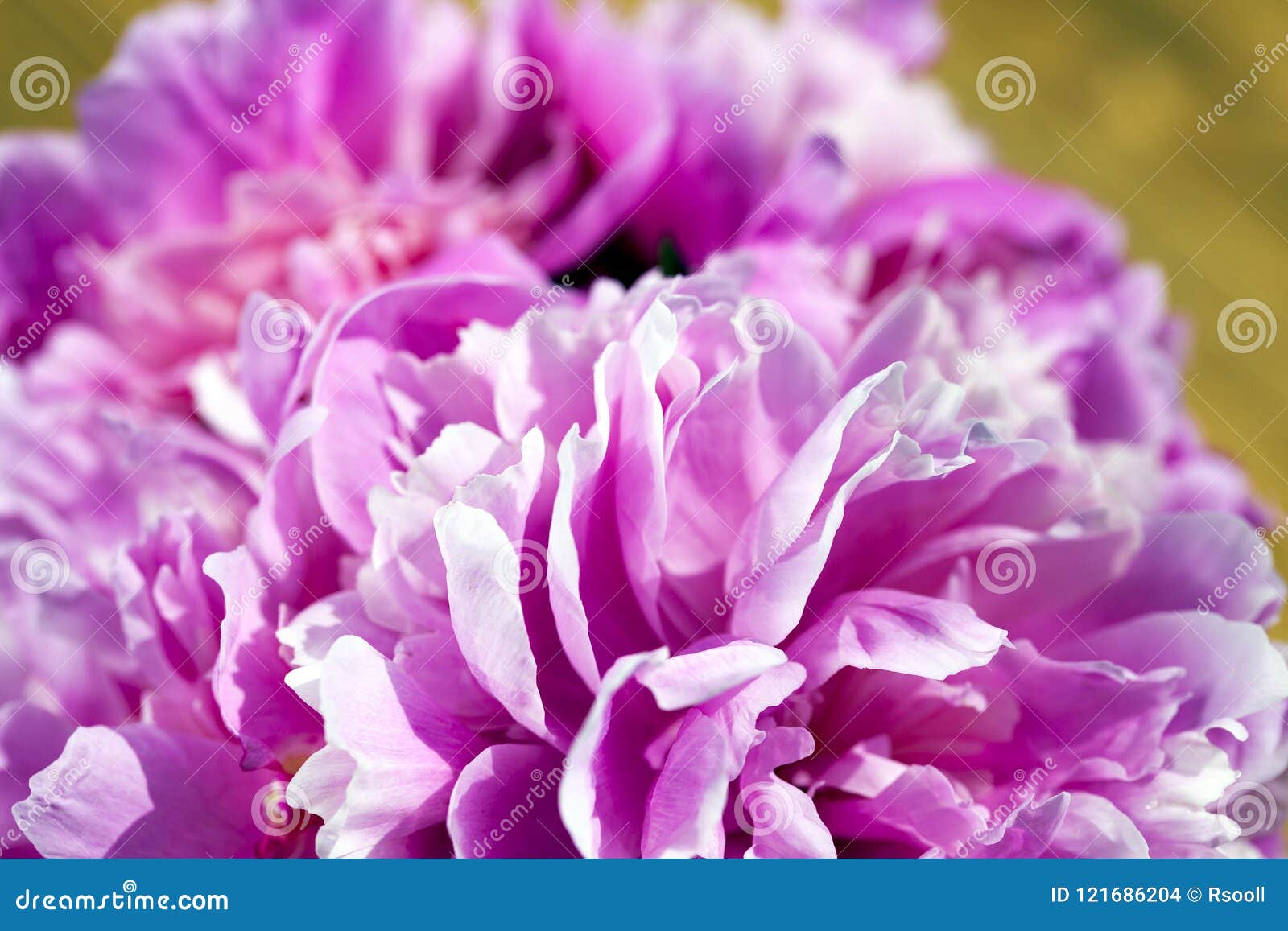 Peonie rosa fotografia stock. Immagine di madre, seta - 121686204
