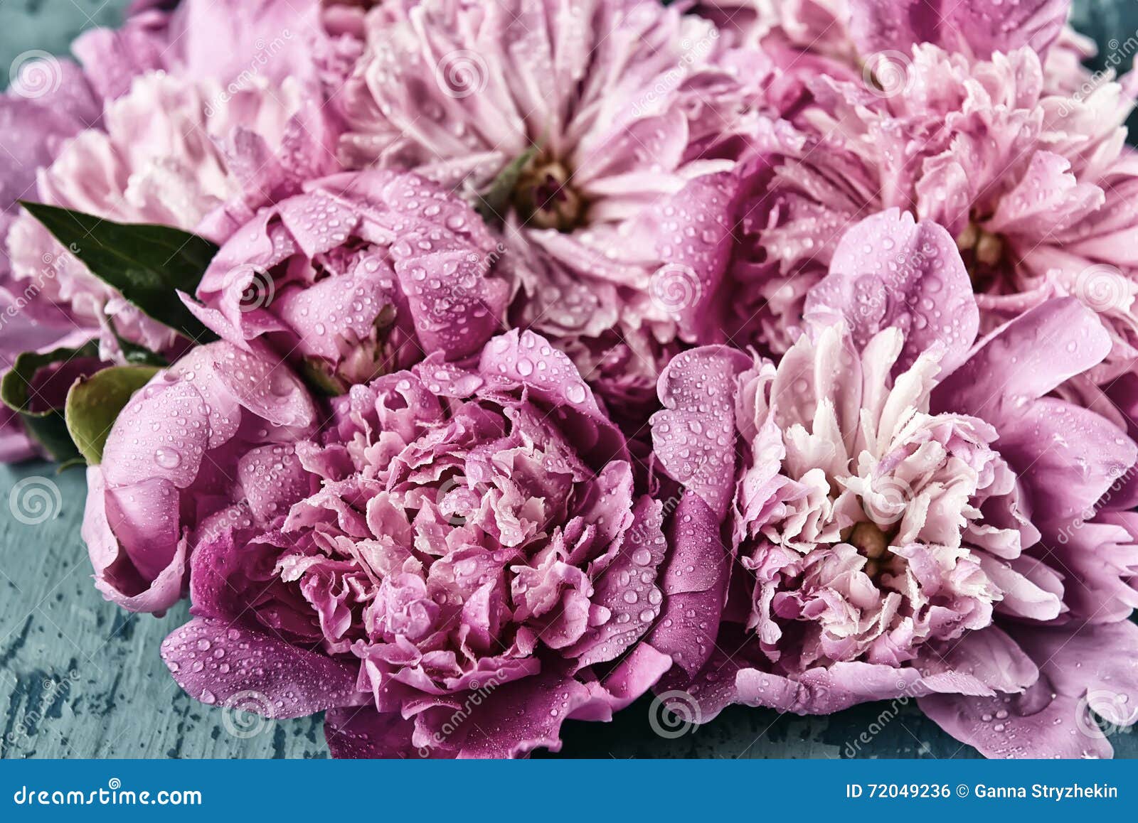 Peonie Rosa Delicate Fresche D'annata Fotografia Stock - Immagine di ...