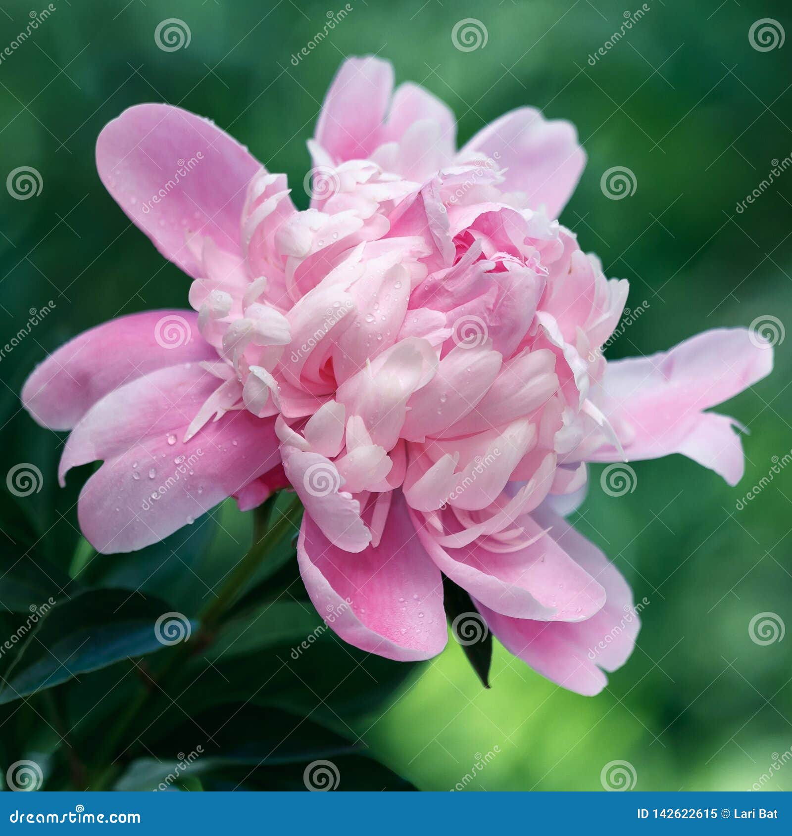 Peonie Rosa Delicate Nel Giardino Immagine Stock - Immagine di giardino ...