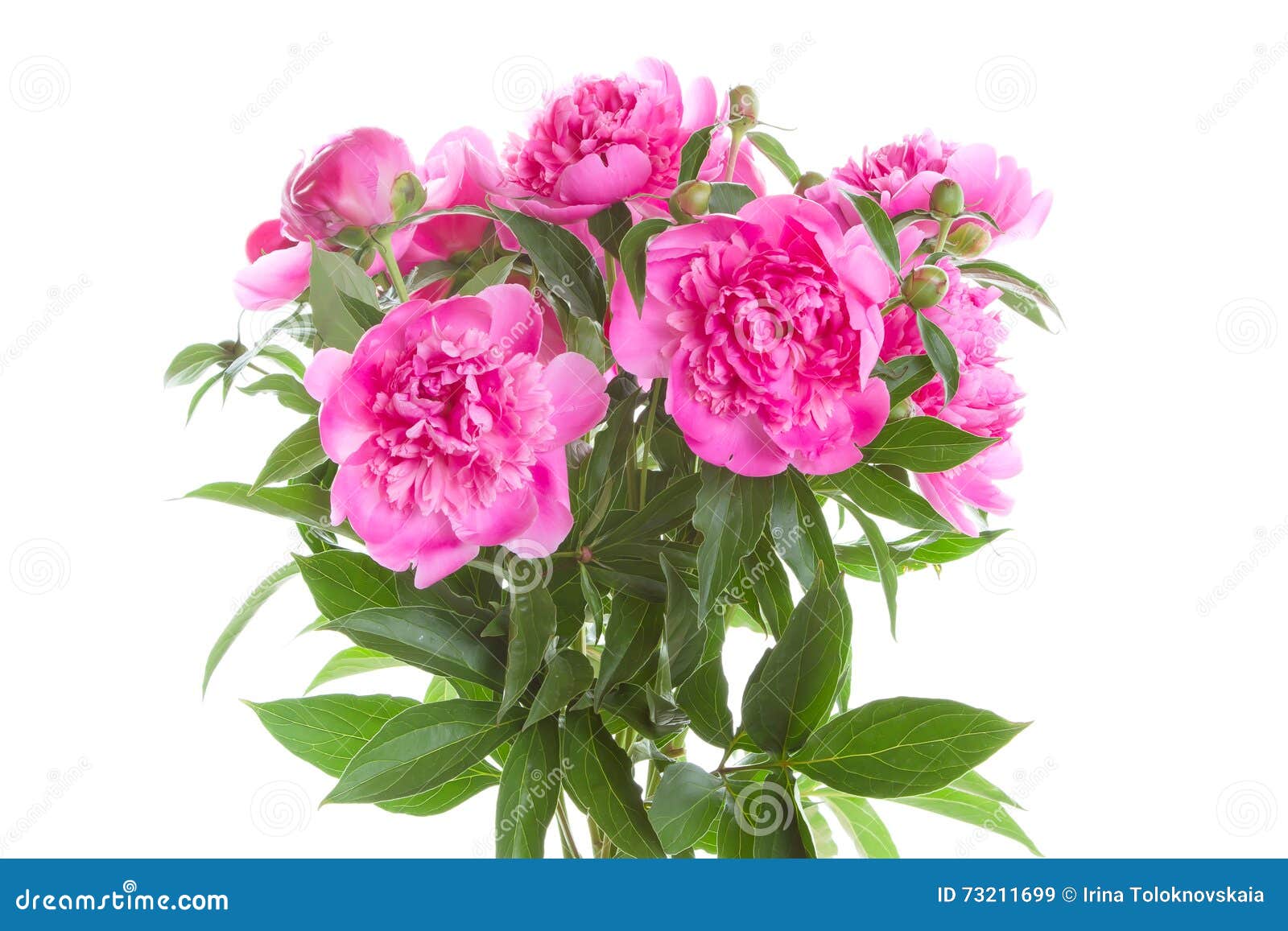 Peonie rosa isolate immagine stock. Immagine di luminoso - 73211699