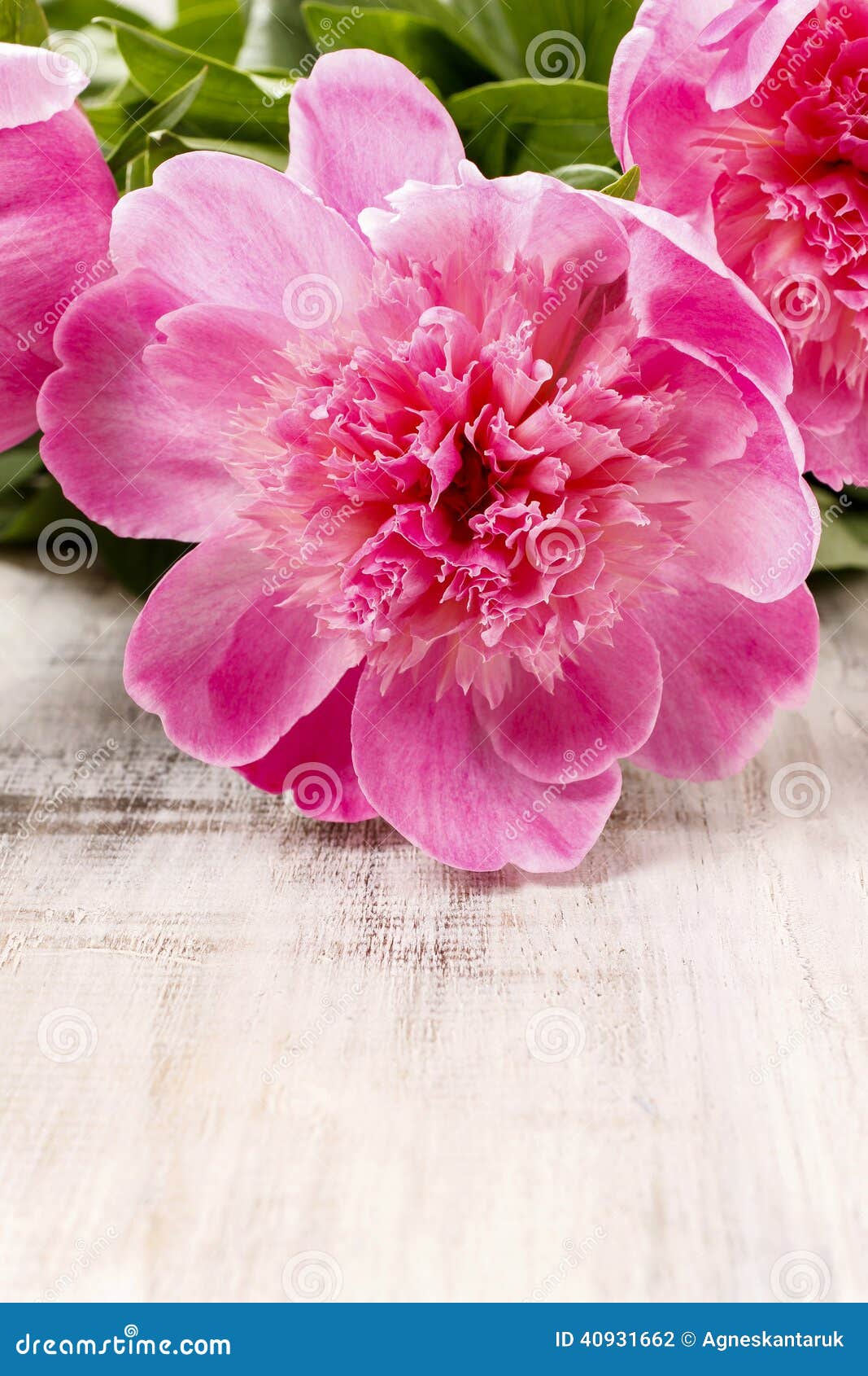 Peonie Rosa Sbalorditive Su Legno Rustico Fotografia Stock - Immagine ...