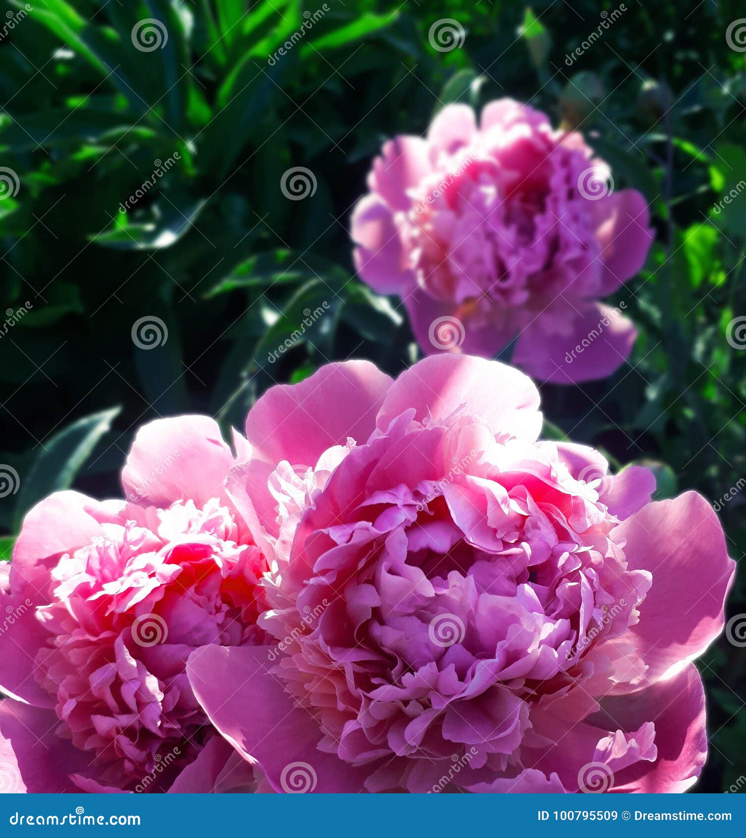 Peonies imagem de stock. Imagem de beleza, roxo, flor - 100795509