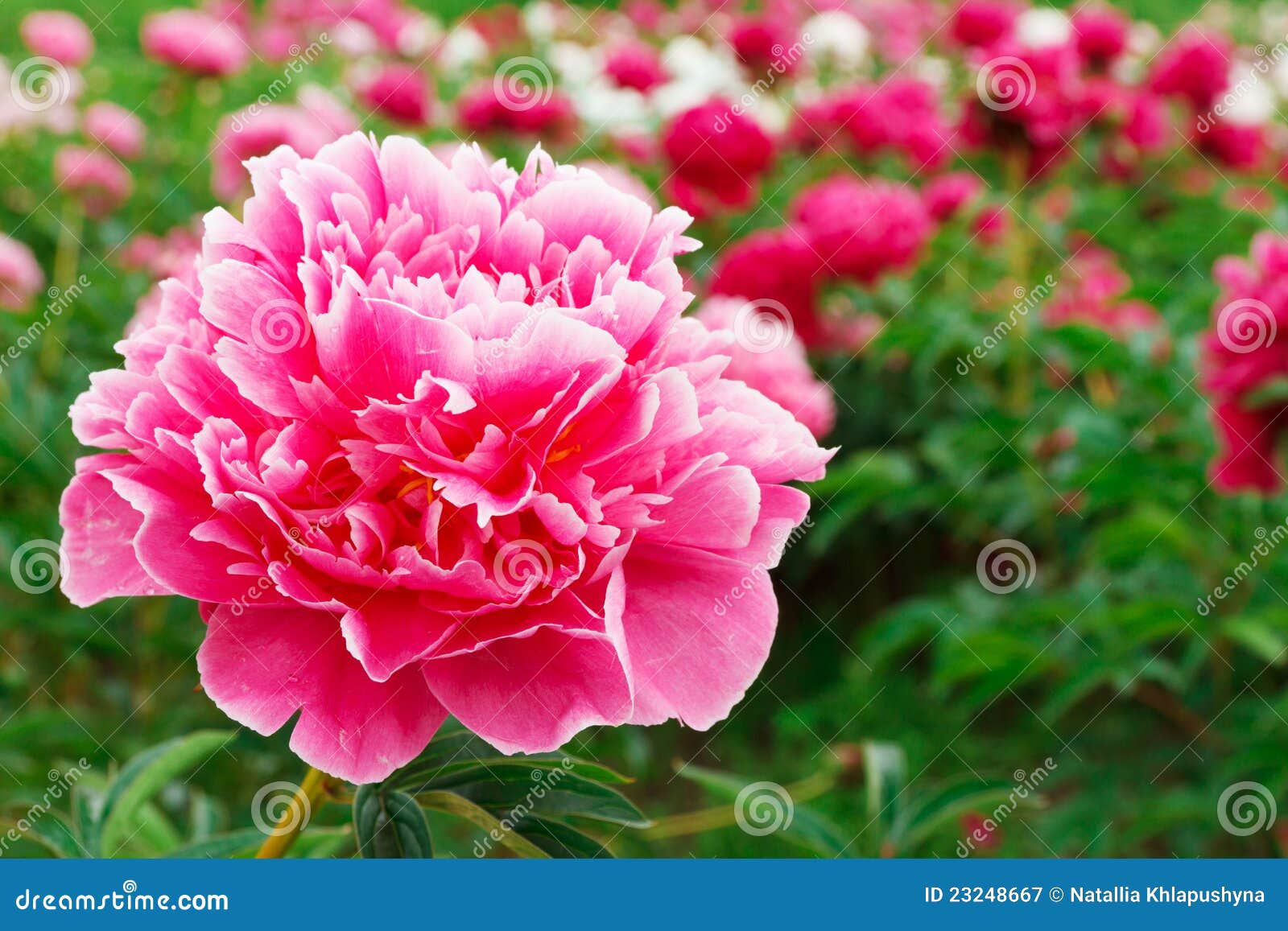 Peonies stock image. Image of head, magenta, foliage - 23248667
