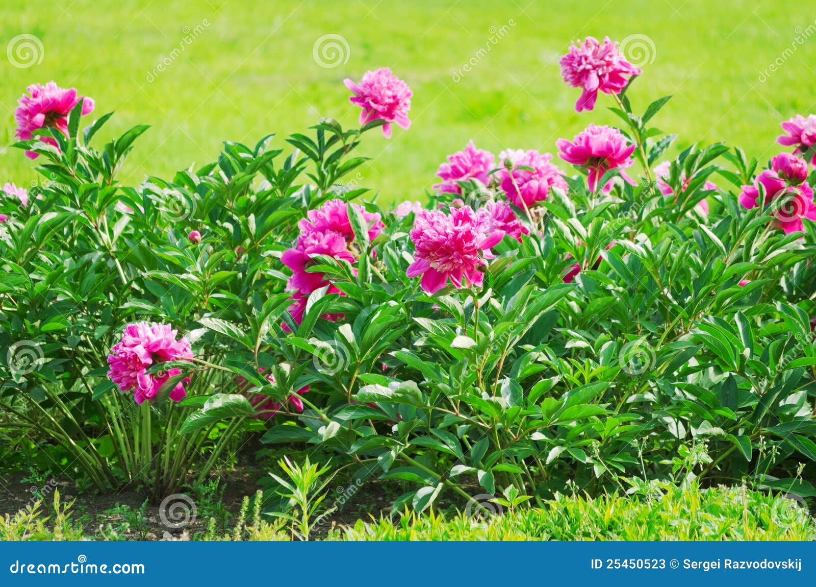 Peonies stock image. Image of summer, green, flora, bloom - 25450523