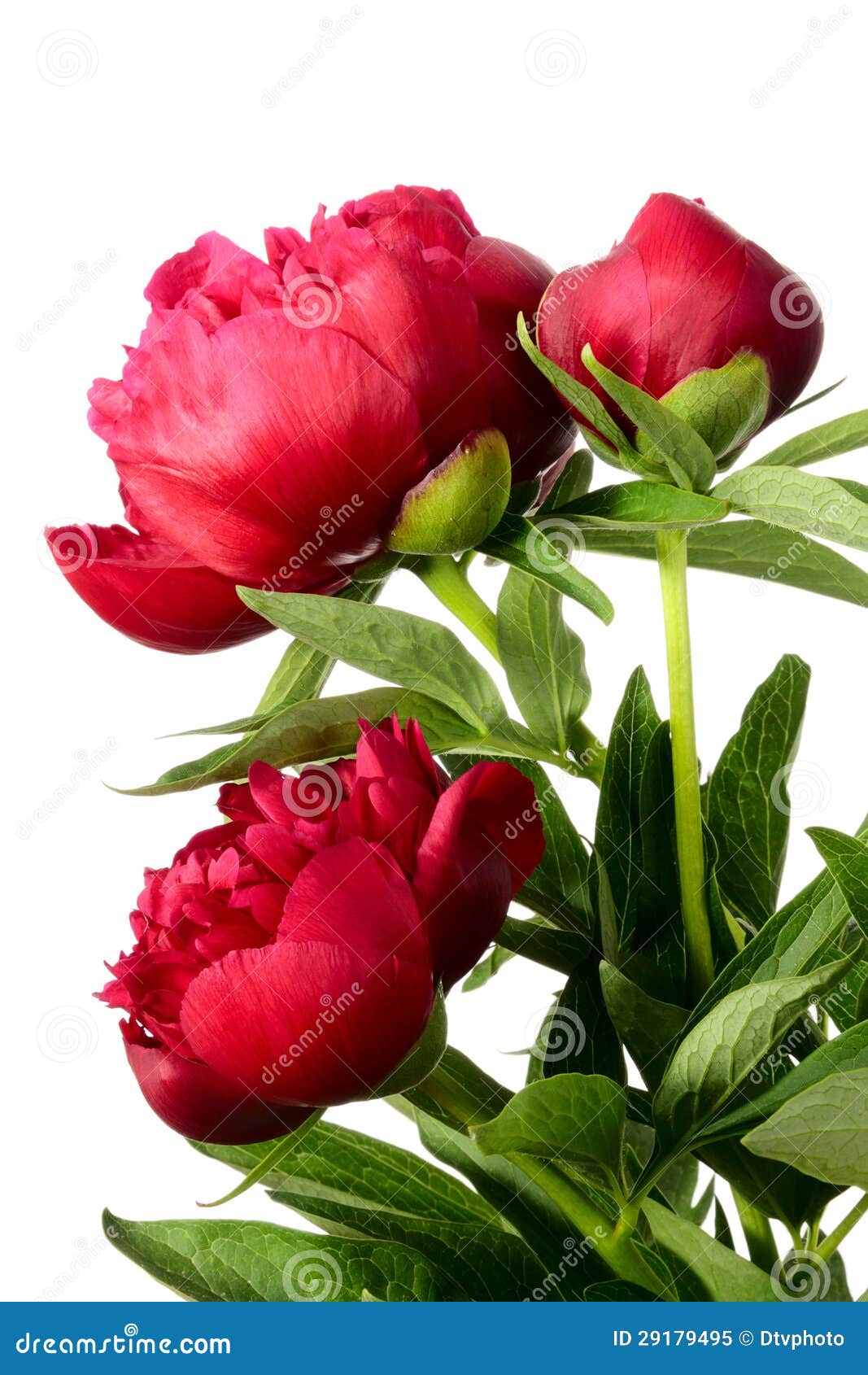 Peonies stock image. Image of spring, celebration, petal - 29179495