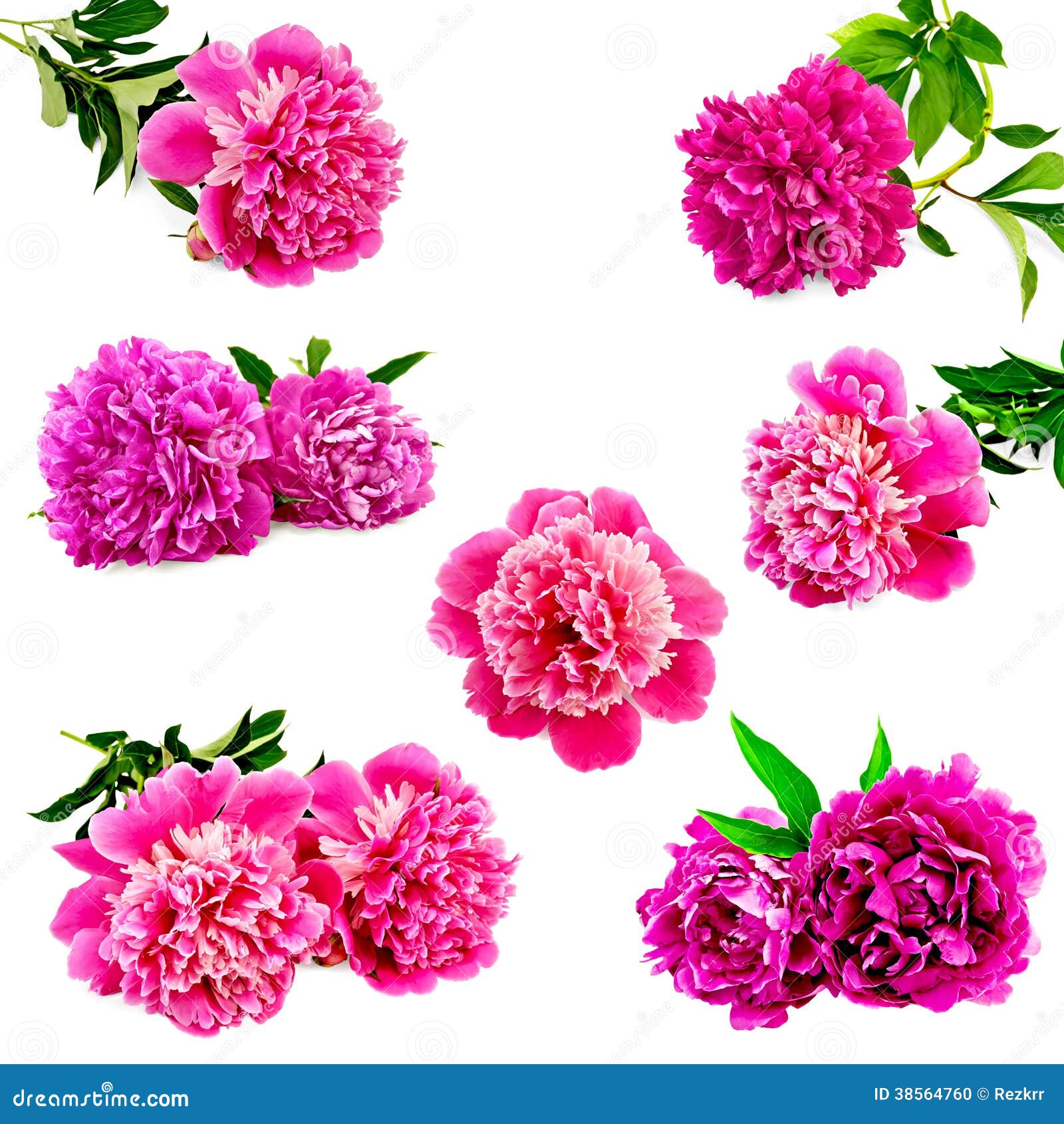 Peonies bright pink set stock photo. Image of bloom, decorative - 38564760