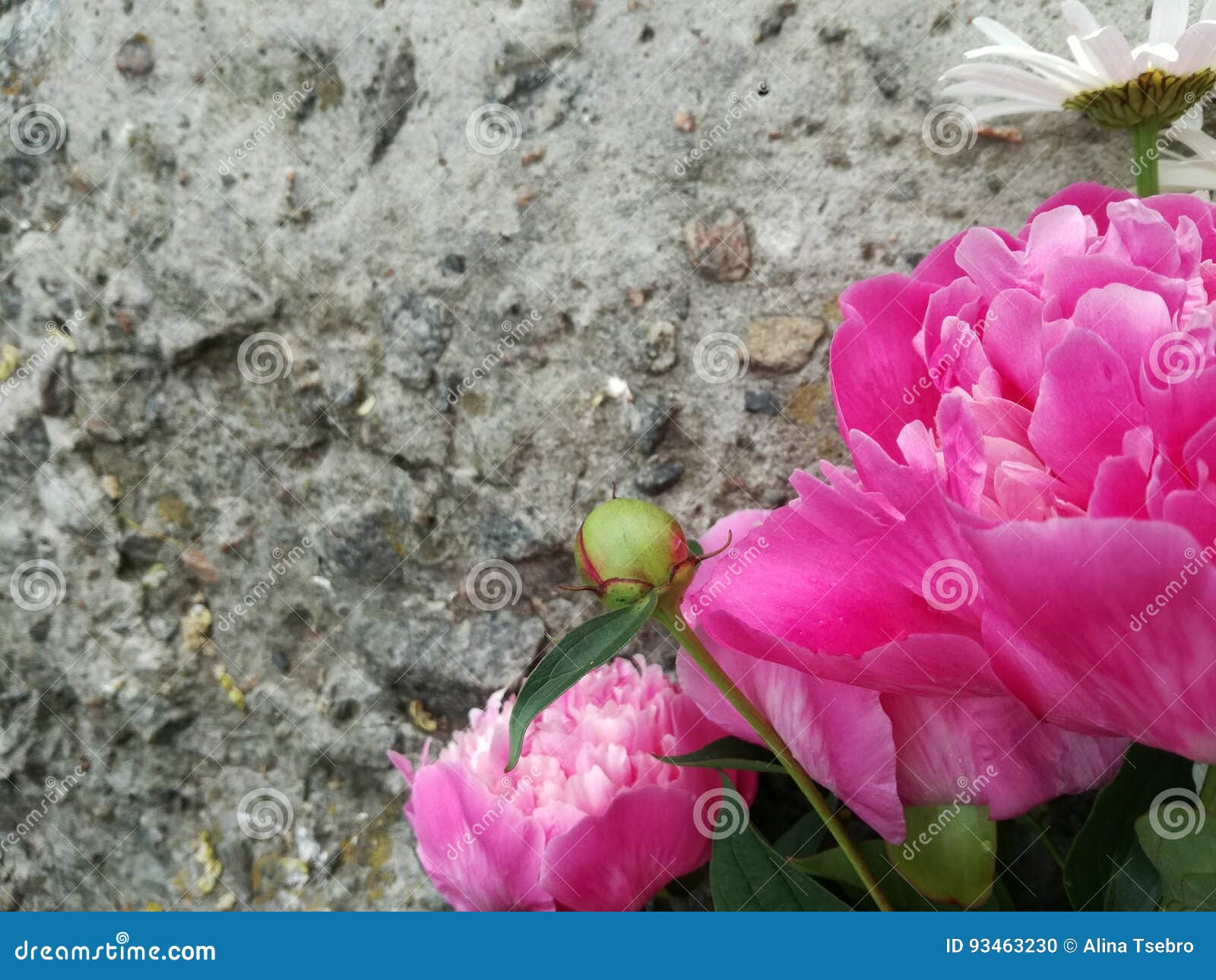Peonies and Daisies on Concrete Background Stock Photo - Image of space ...