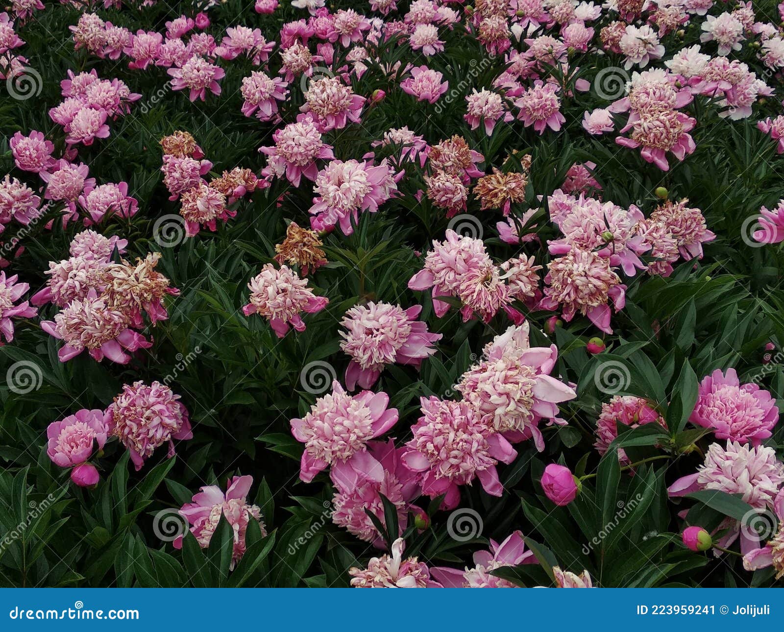 Peonies fading away stock image. Image of growing, summer - 223959241