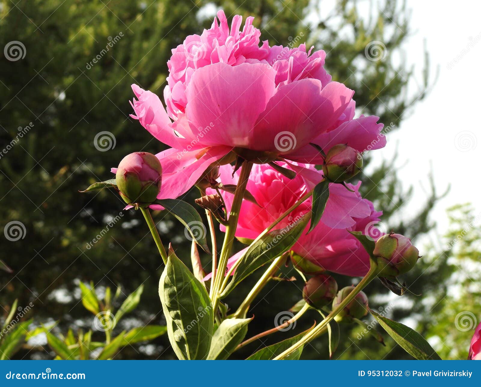 Peonies flowers stock photo. Image of peonies, russian - 95312032