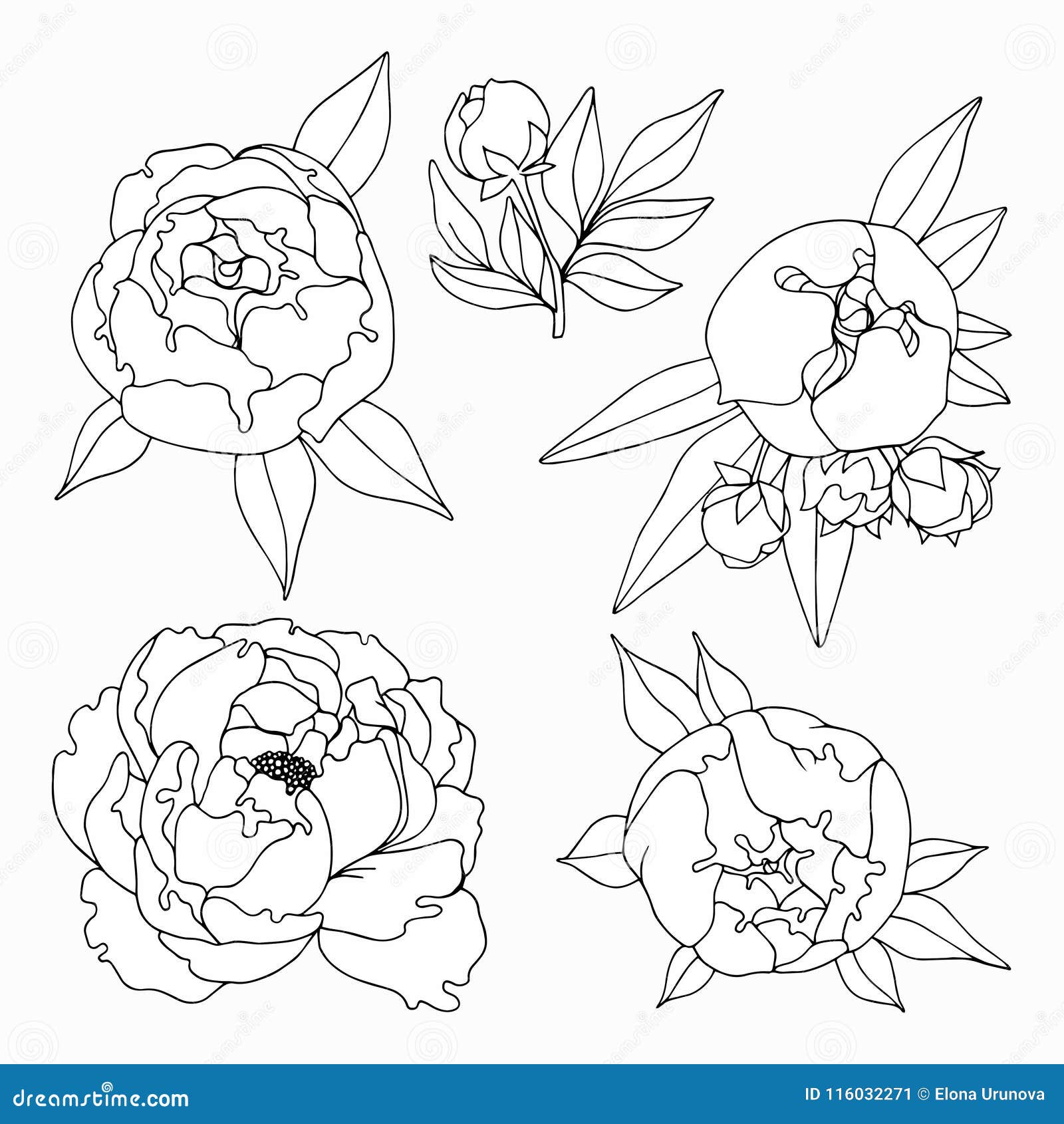 Peonies. Hand drawing stock vector. Illustration of alive - 116032271