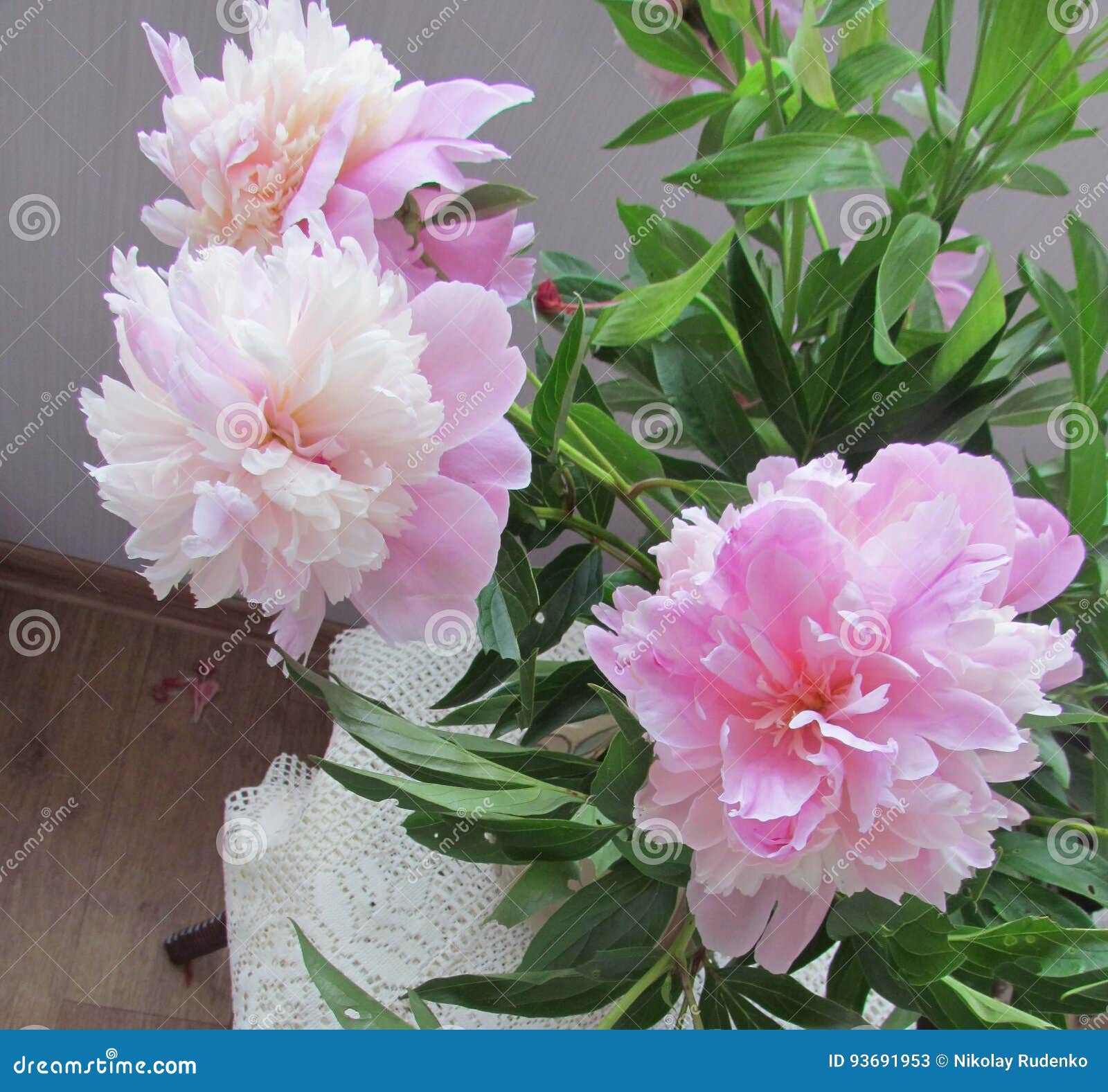 Peonies with Light Pink Petals Stock Image - Image of pink, light: 93691953