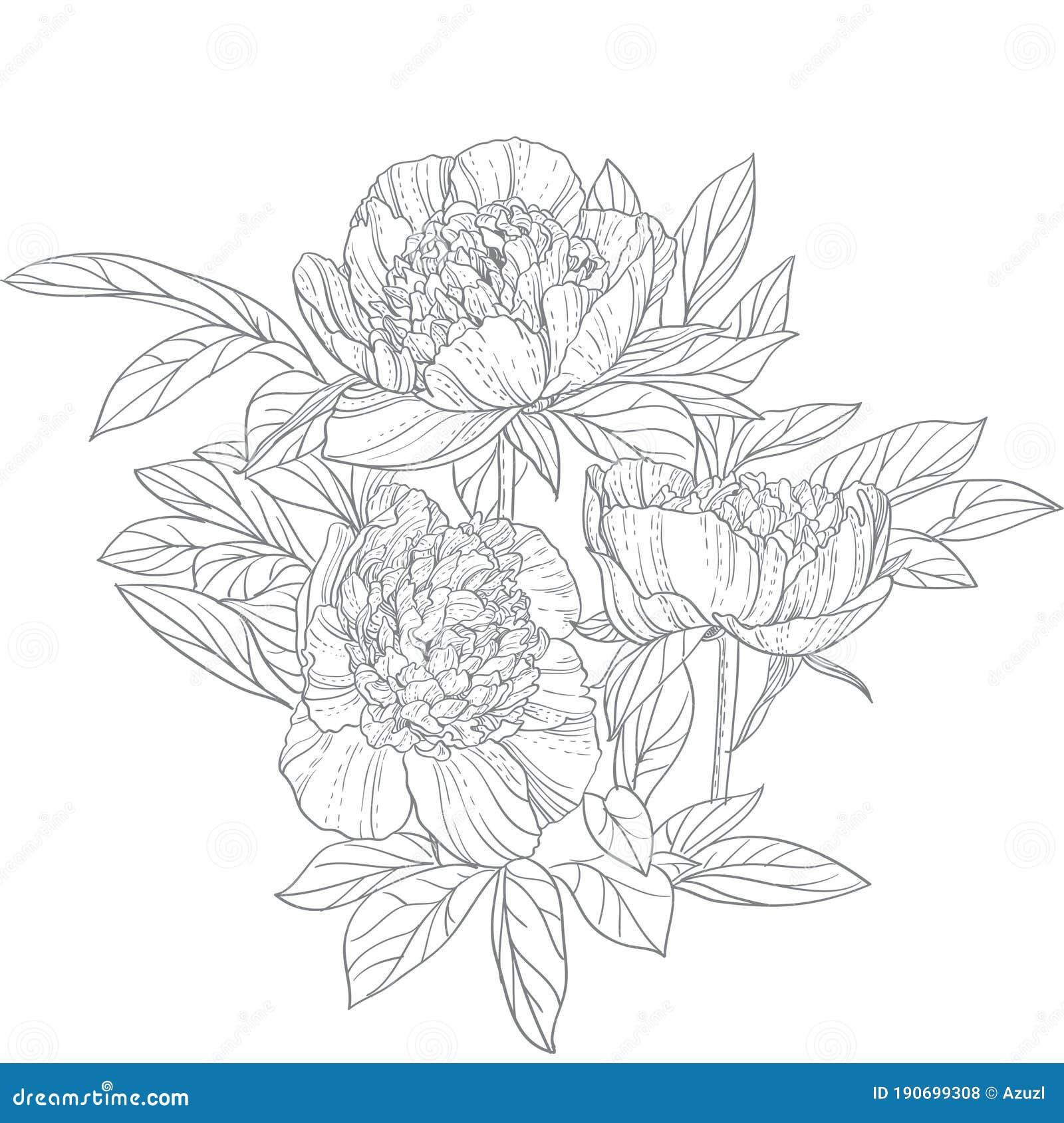 Peonies Line Art Isolated on White Stock Illustration - Illustration of ...