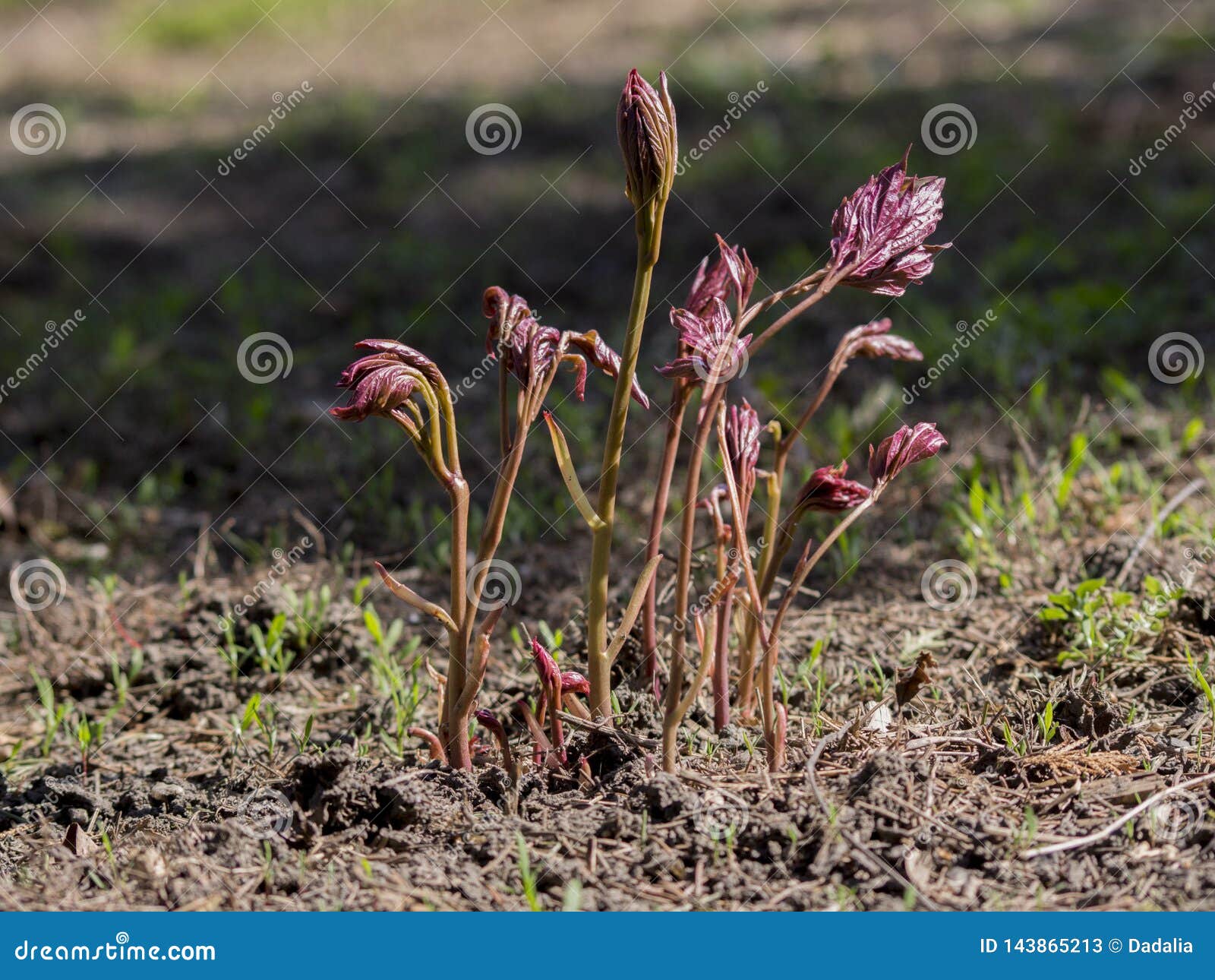 Peonies Paeonia Lactiflora Sprout Stock Image - Image of nature, young ...