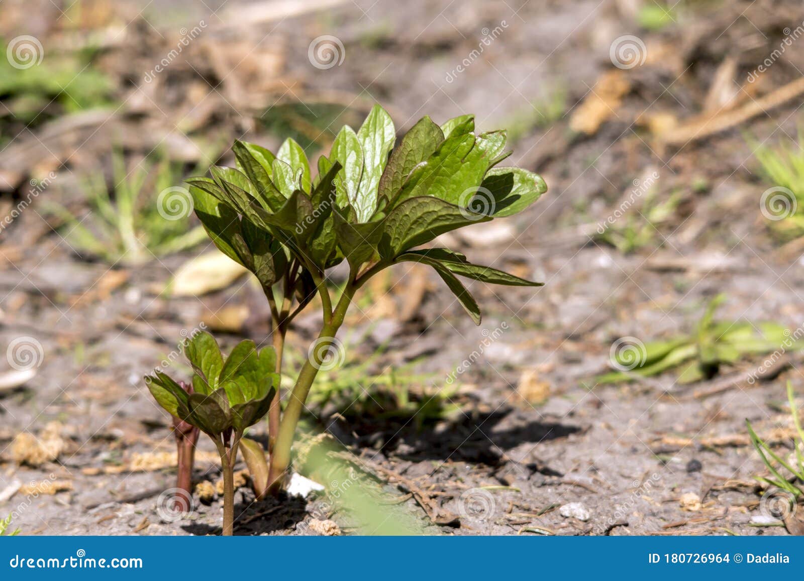 Peonies Paeonia Lactiflora Sprout Stock Photo - Image of gardening ...