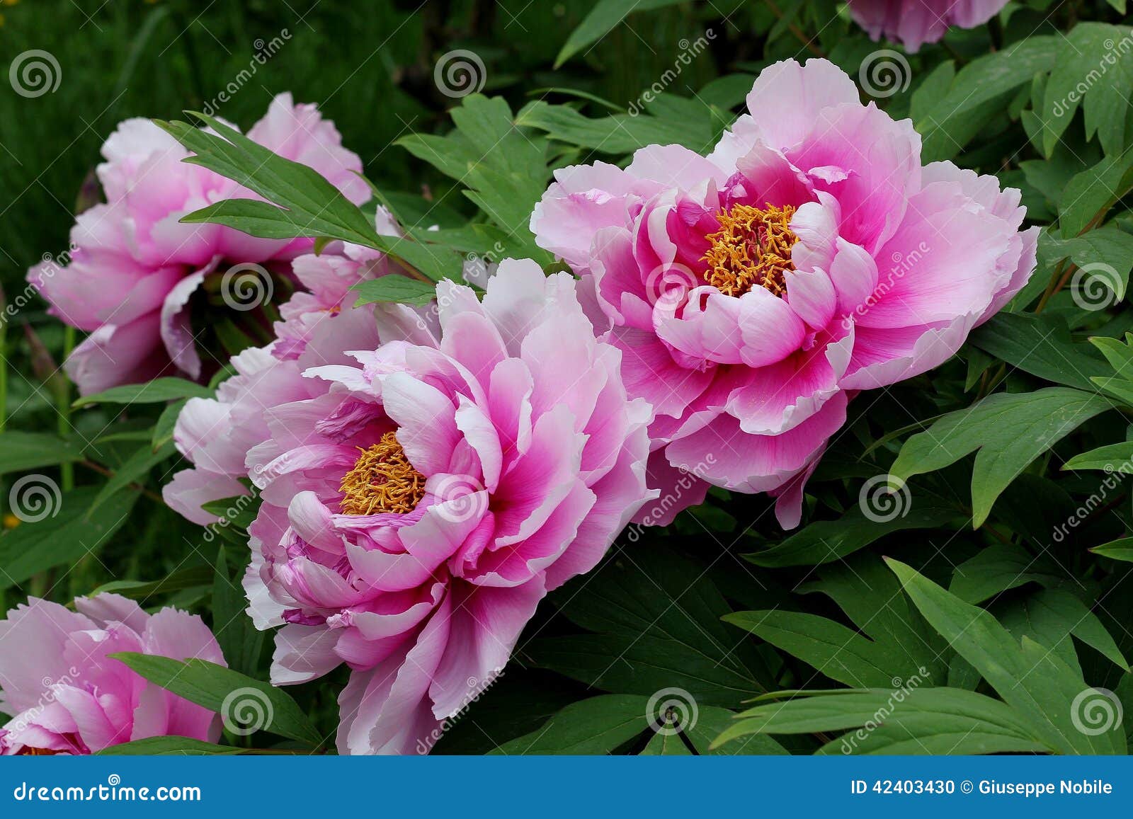 Peonies stock photo. Image of grass, blossom, flavor - 42403430