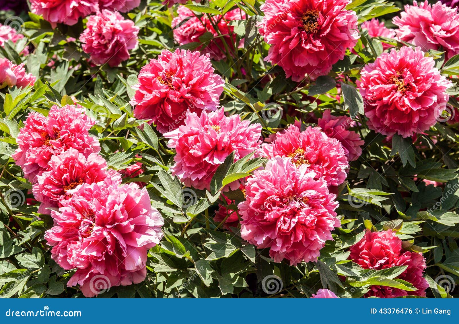 Peonies stock photo. Image of peony, petal, green, still - 43376476