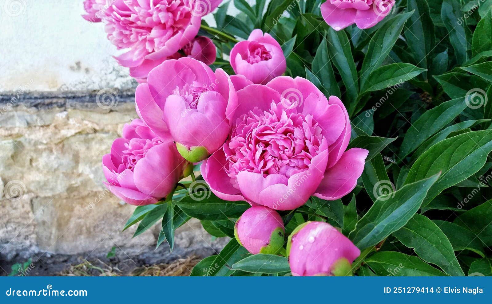 Peonies stock photo. Image of flower, peonies, peony - 251279414